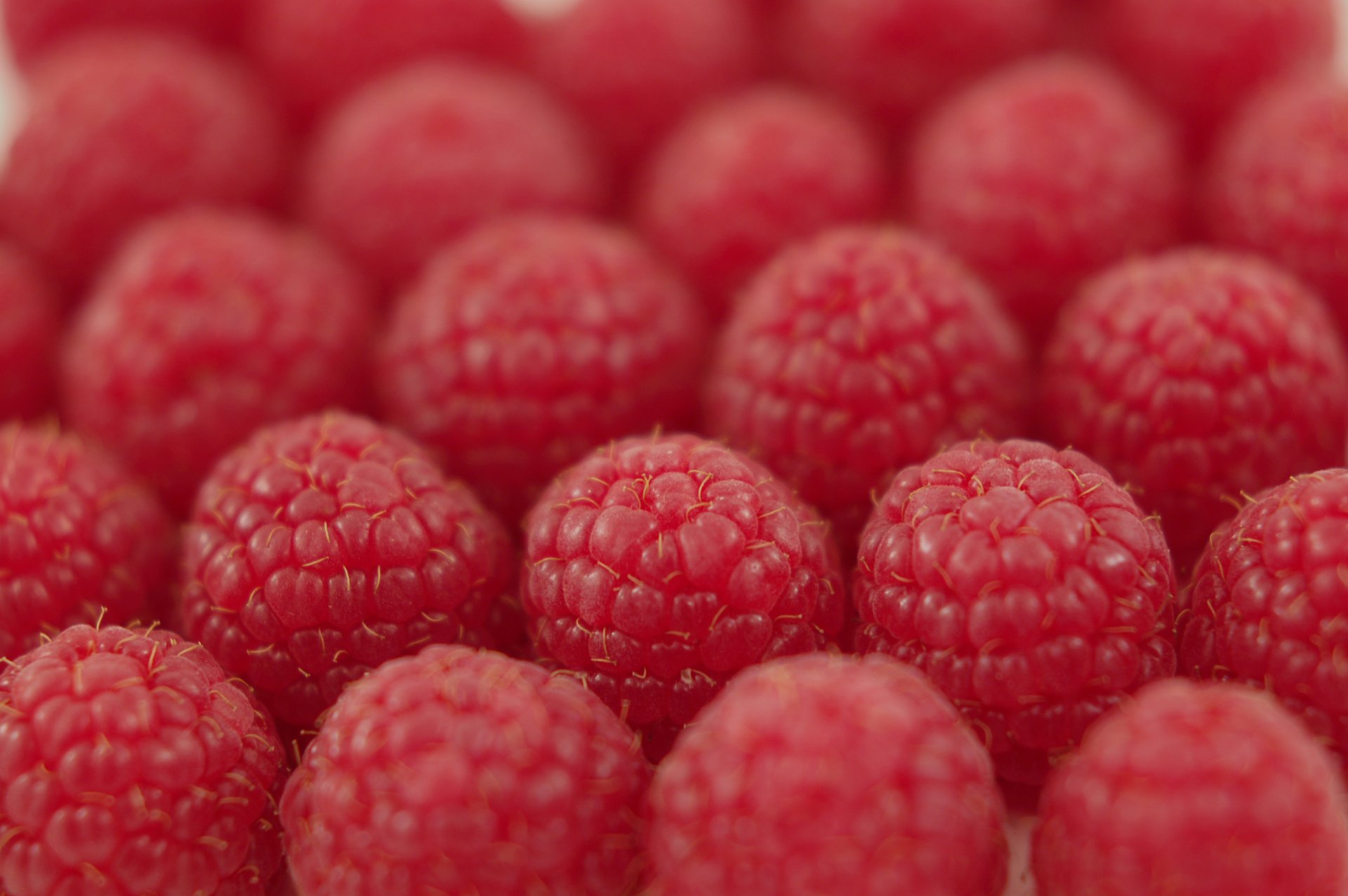 HD Raspberry Delight: Fresh and Juicy Berry Wallpaper