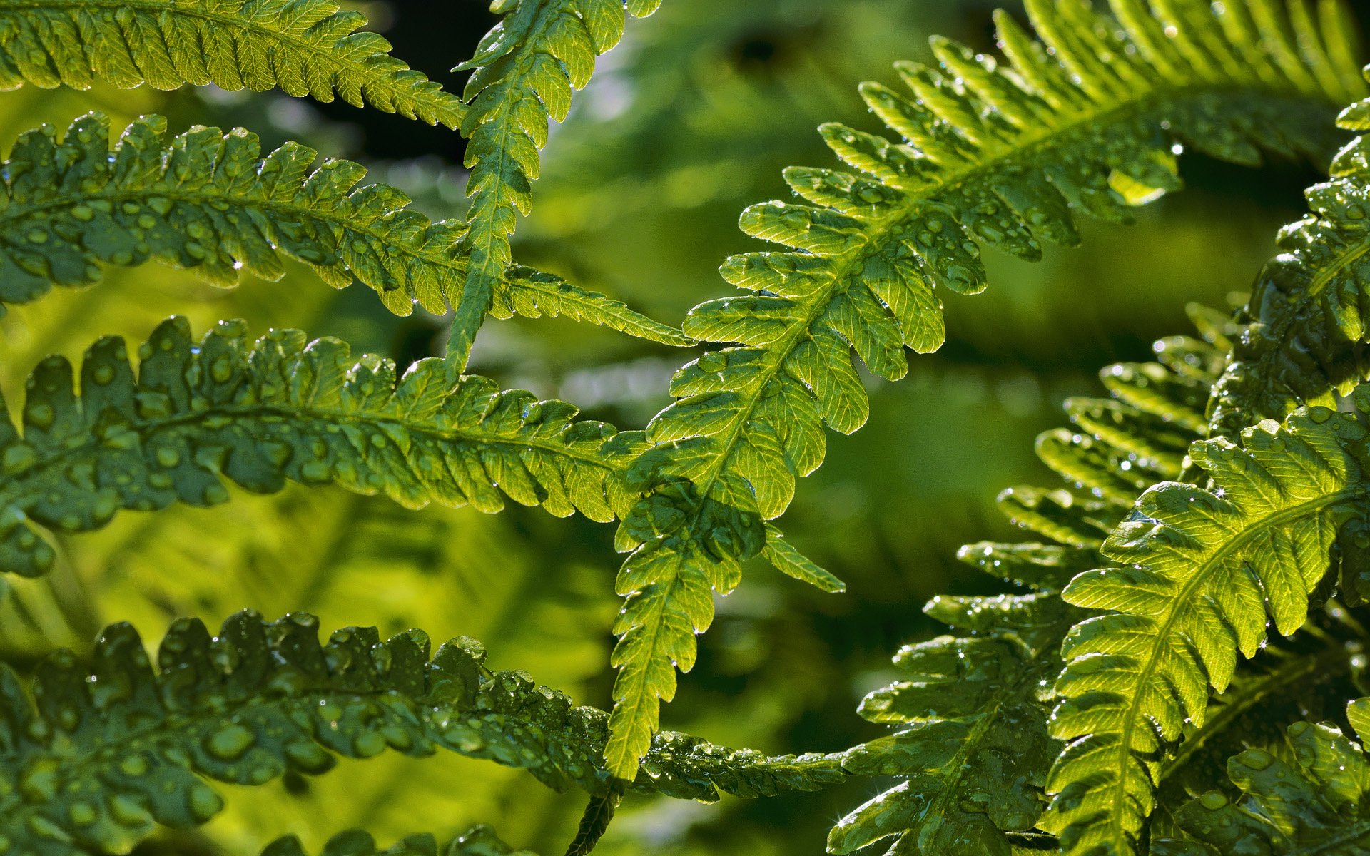 Download Nature Fern HD Wallpaper