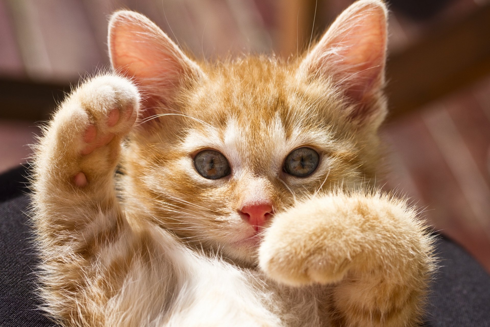 Adorable Cat HD Wallpaper: Feline Cuteness Unleashed | 2560x1706 ...