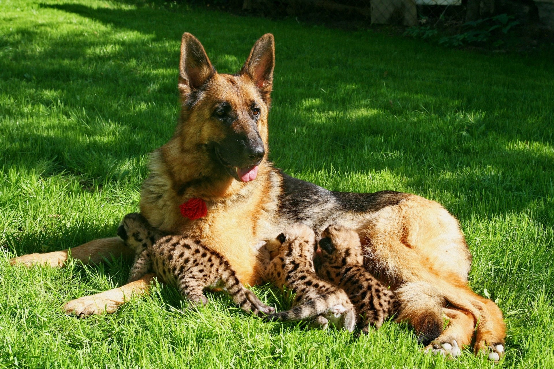HD Wallpaper of a German Shepherd with Playful Cubs