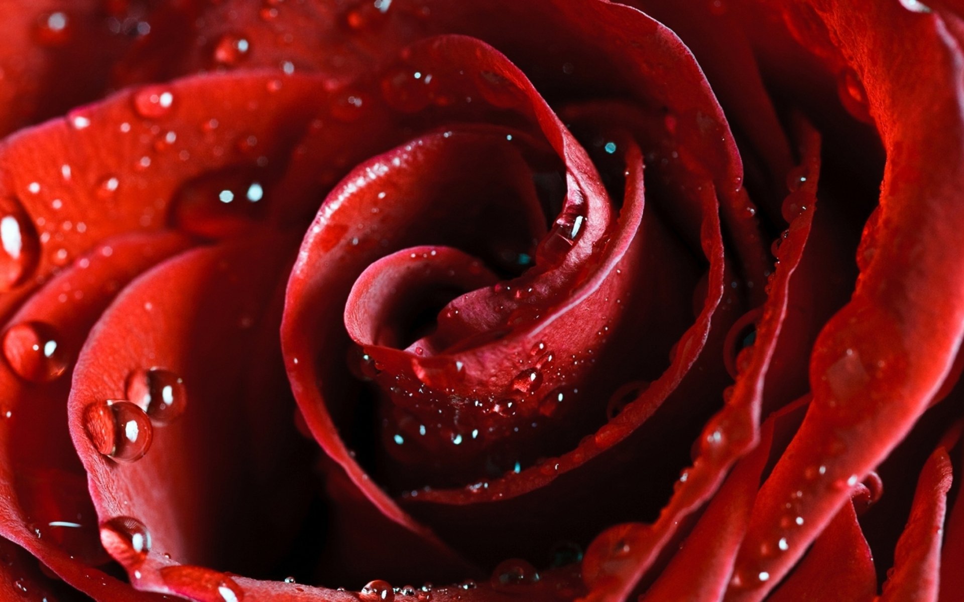 Download Water Drop Rose Nature Flower HD Wallpaper