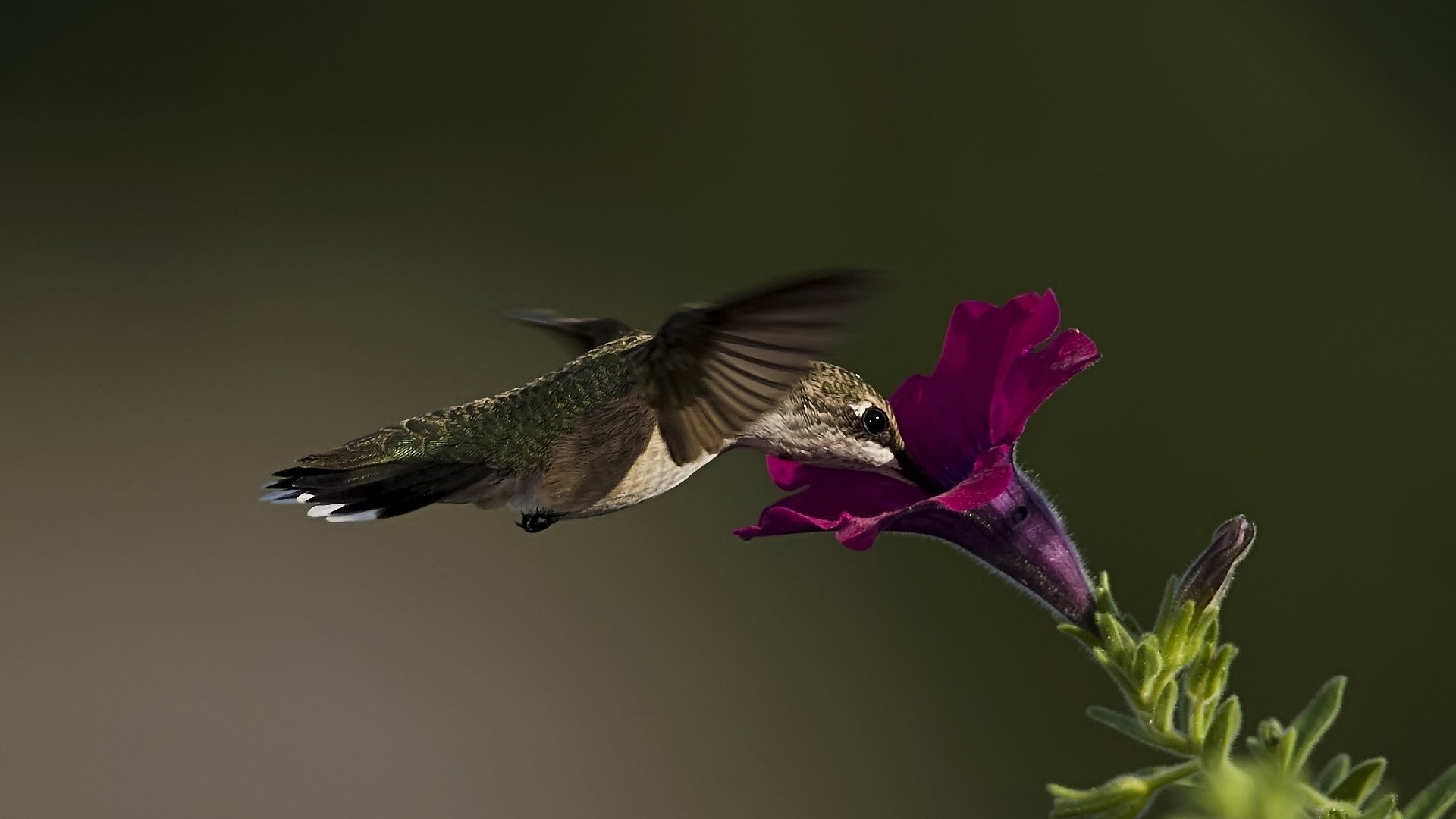 Hummingbird in Flight: Stunning HD Bird and Flower Nature Wallpaper ...