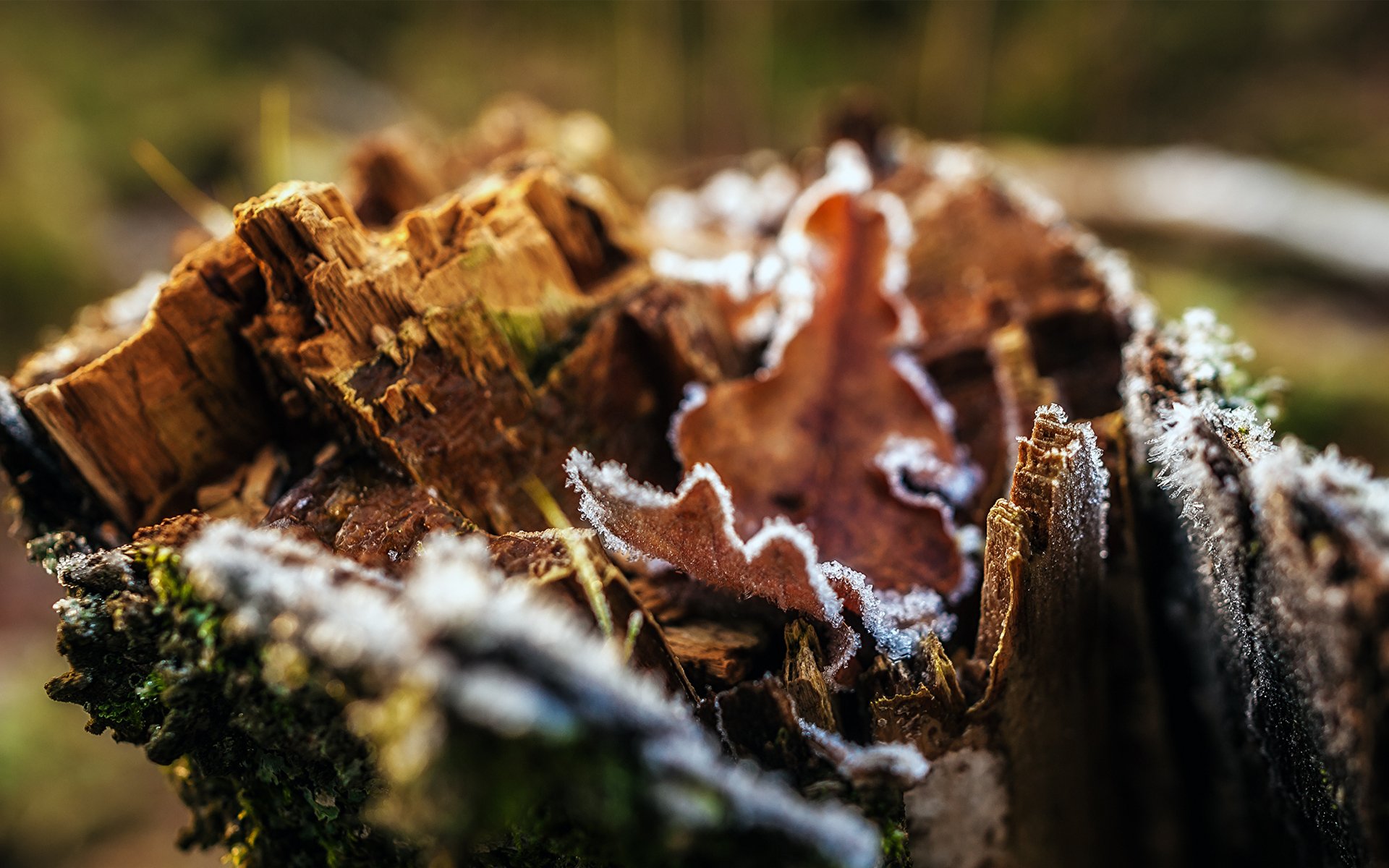 Download Nature Close-up HD Wallpaper | 1920x1200 | Wallpaper Abyss