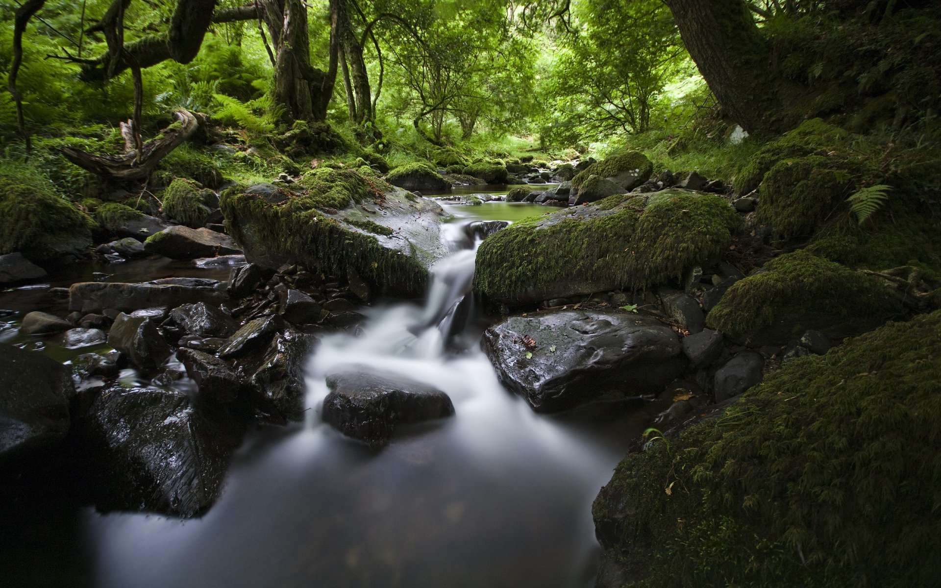 Download Nature Stream HD Wallpaper | 2560x1600 | Wallpaper Abyss