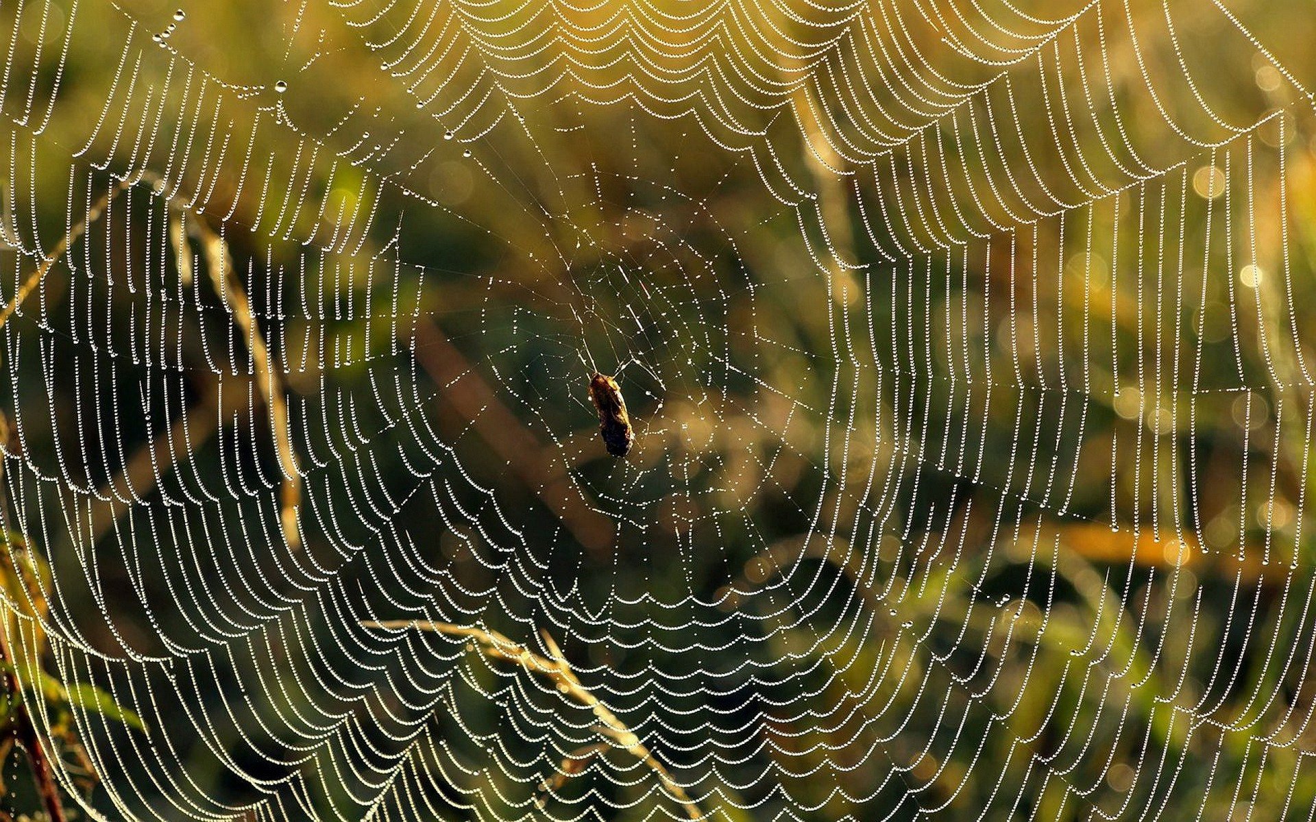 Download Spider Web Animal Spider HD Wallpaper
