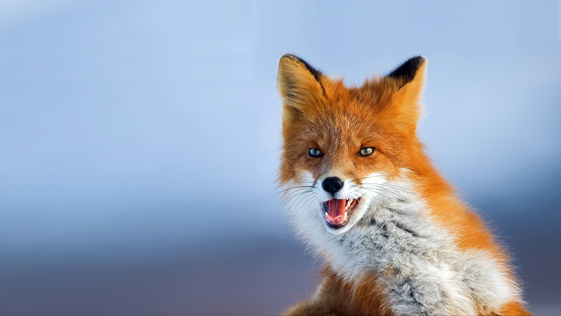 Stunning HD Wallpaper of a Majestic Fox