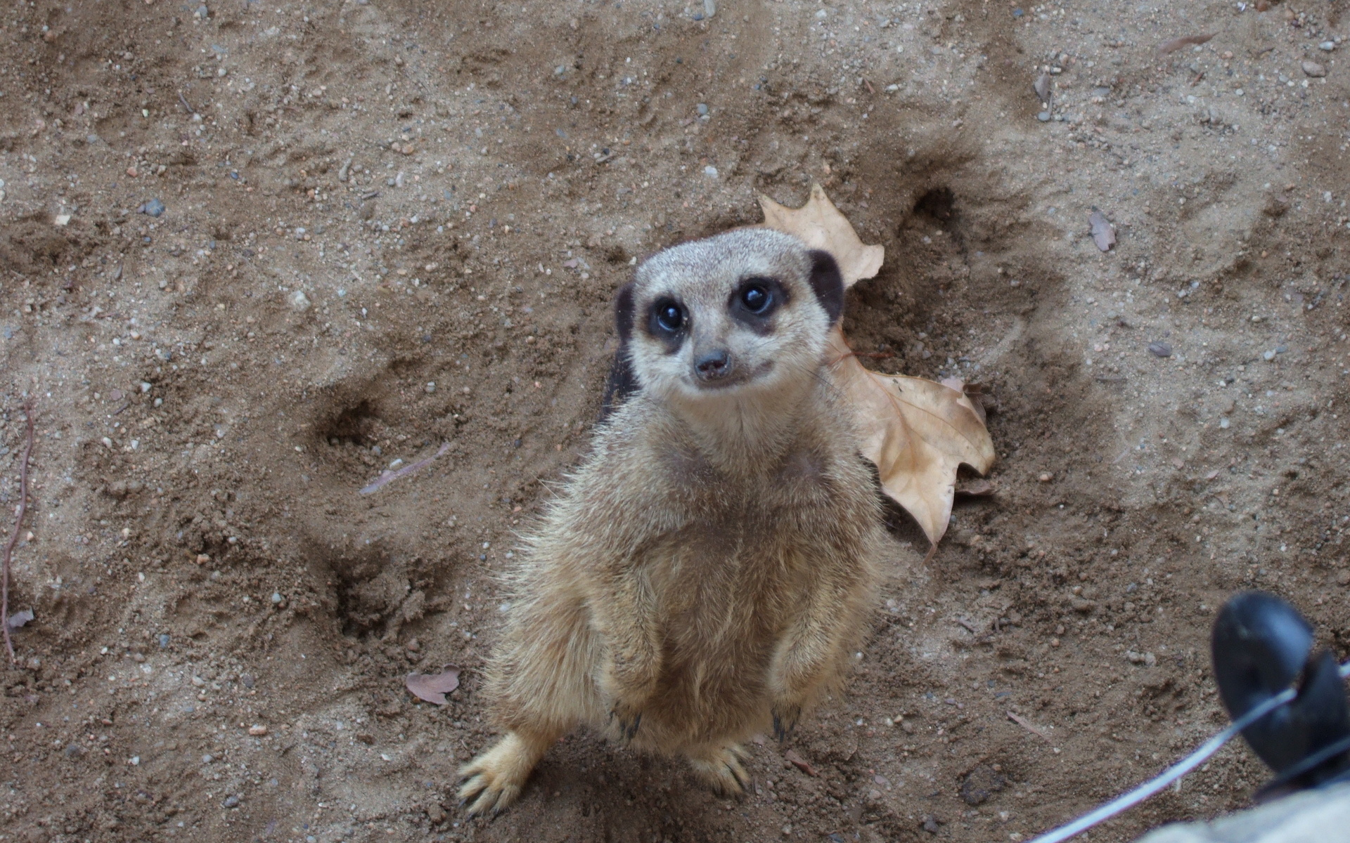 Download Animal Meerkat HD Wallpaper