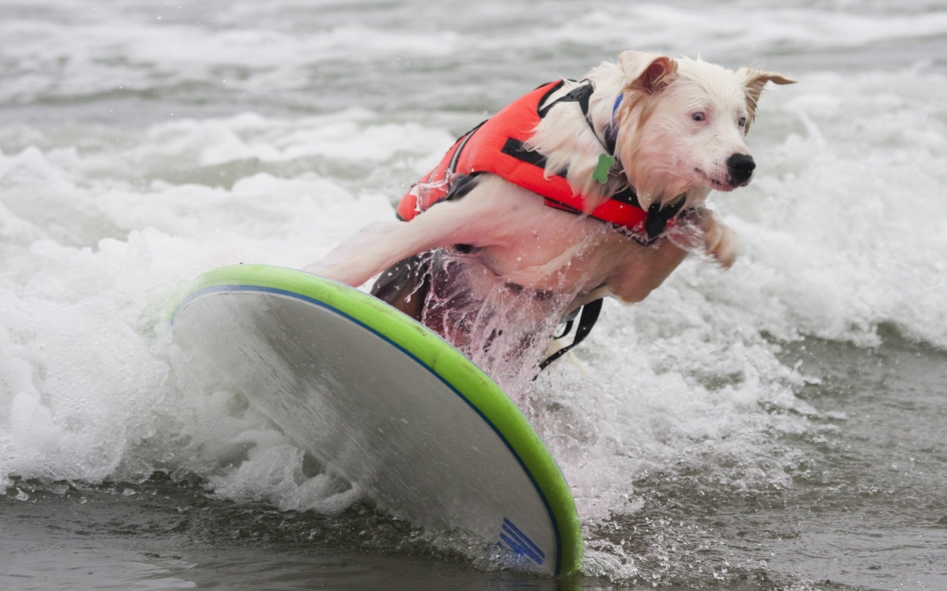 Surf's Up: Brave Dog Riding Ocean Waves in HD