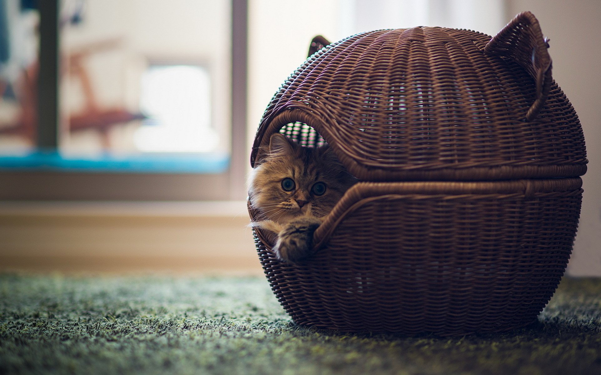 Cozy Cat Retreat - HD Wallpaper