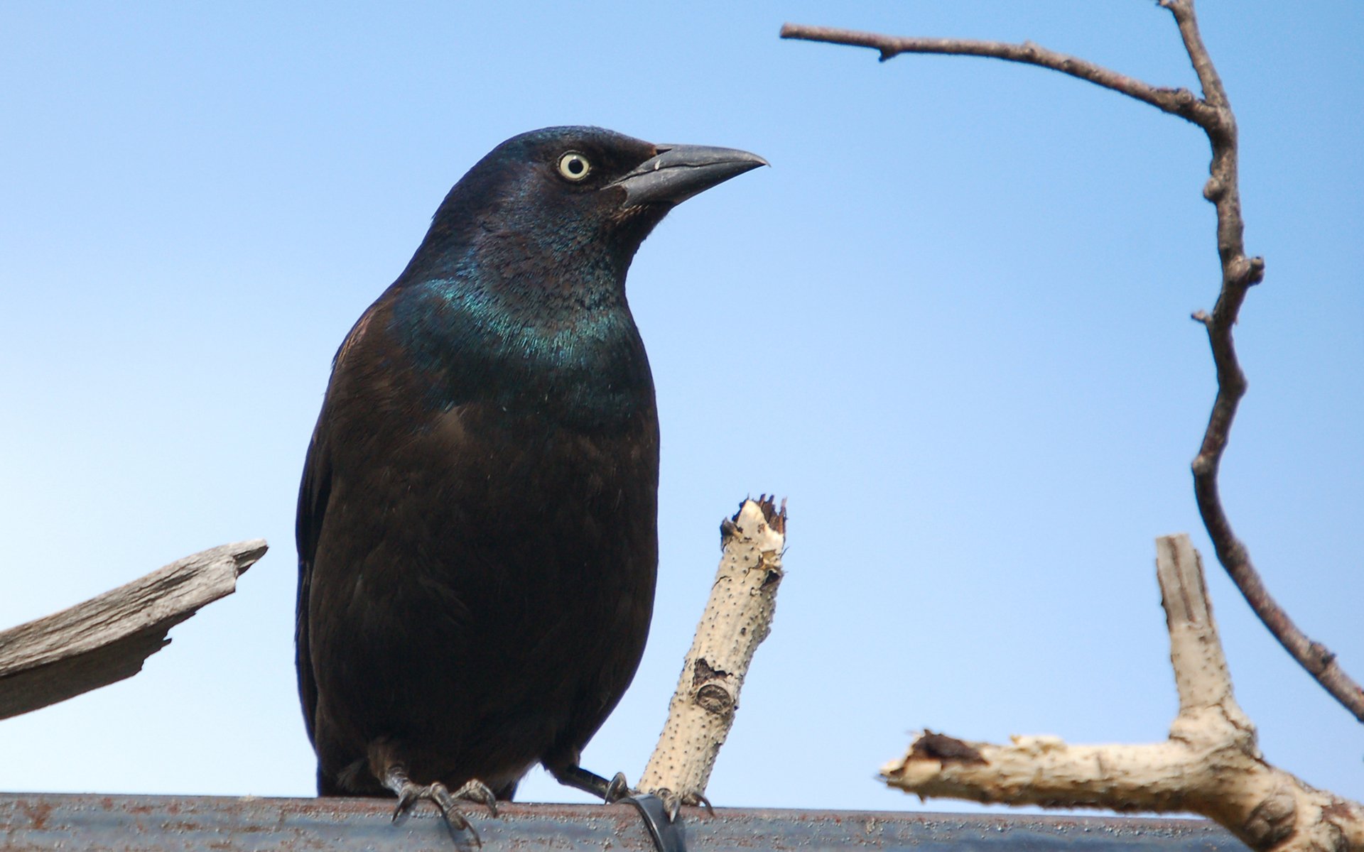 Moril-Quiscale bronzé by Moril