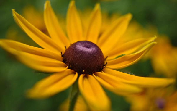 [970+] Close-up 4k Wallpapers