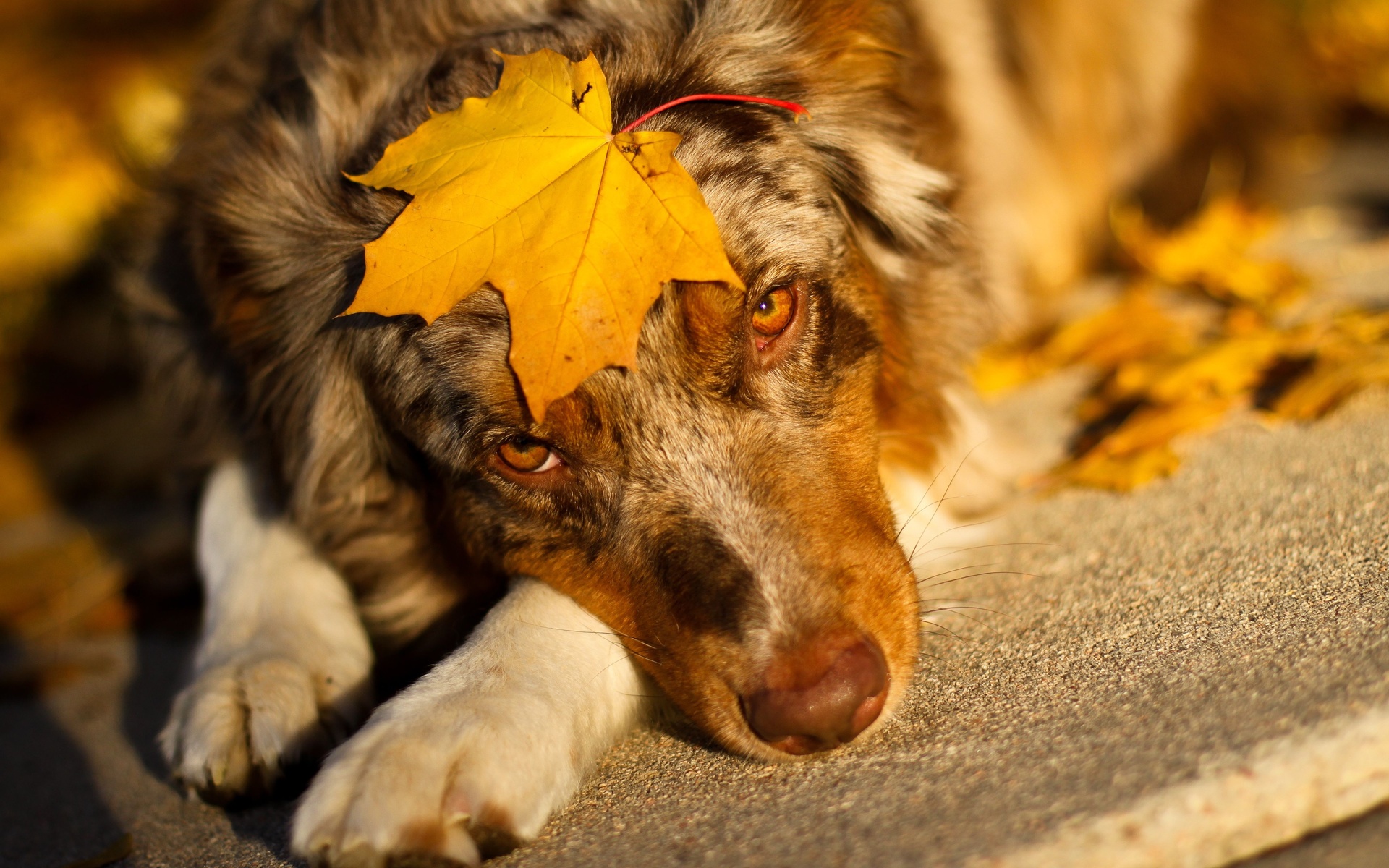 Charming Dog HD Wallpaper with Autumn Leaves