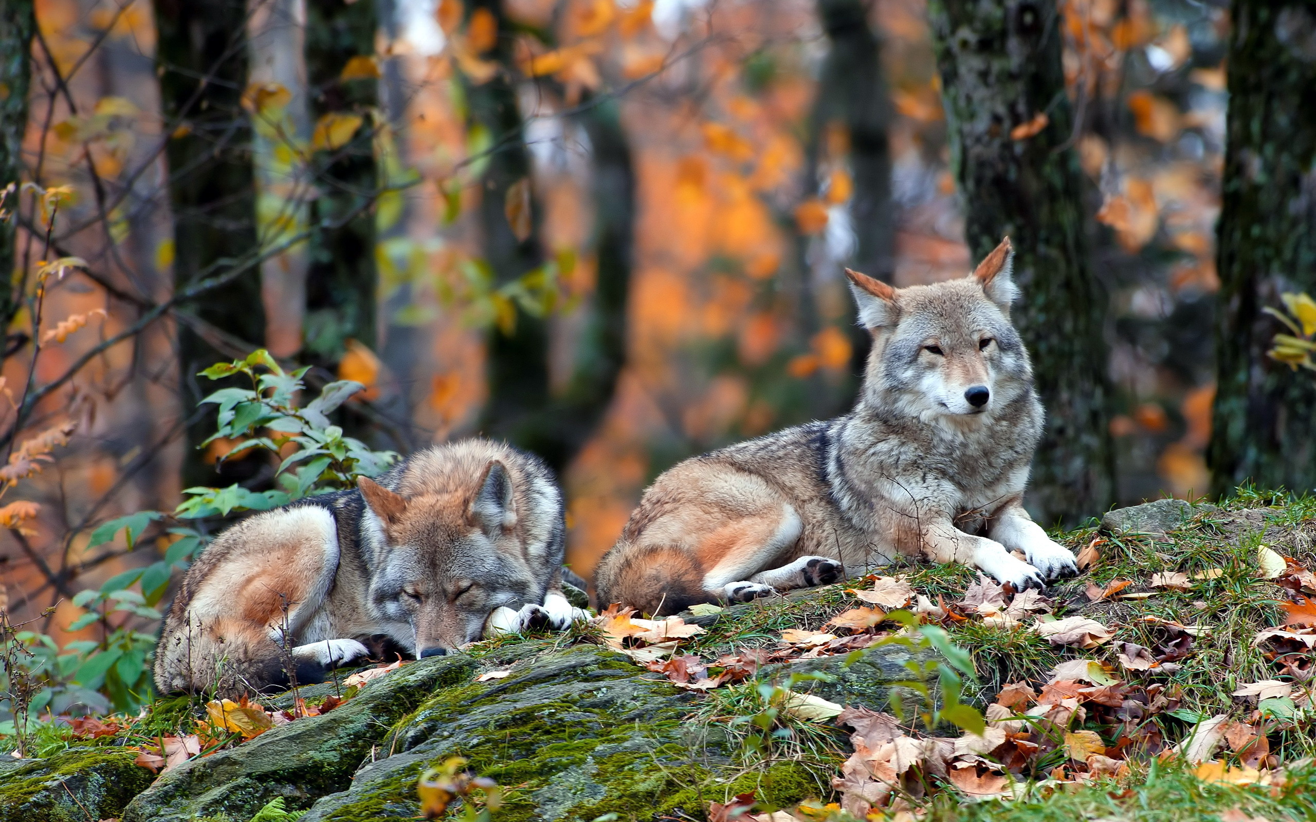 Resting Wolves in a Colorful Fall Forest - HD Wallpaper