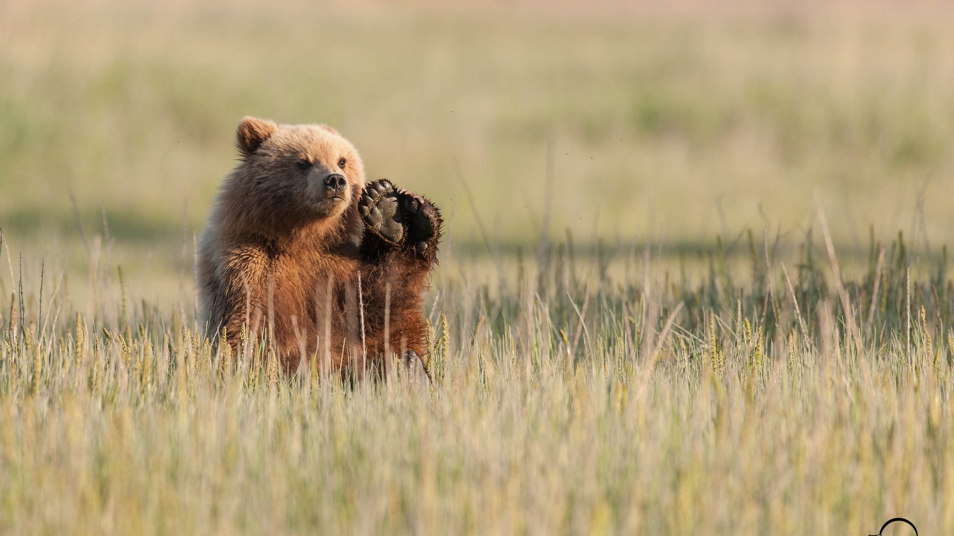 Majestic Bear Cub in High-Definition Wild Landscape