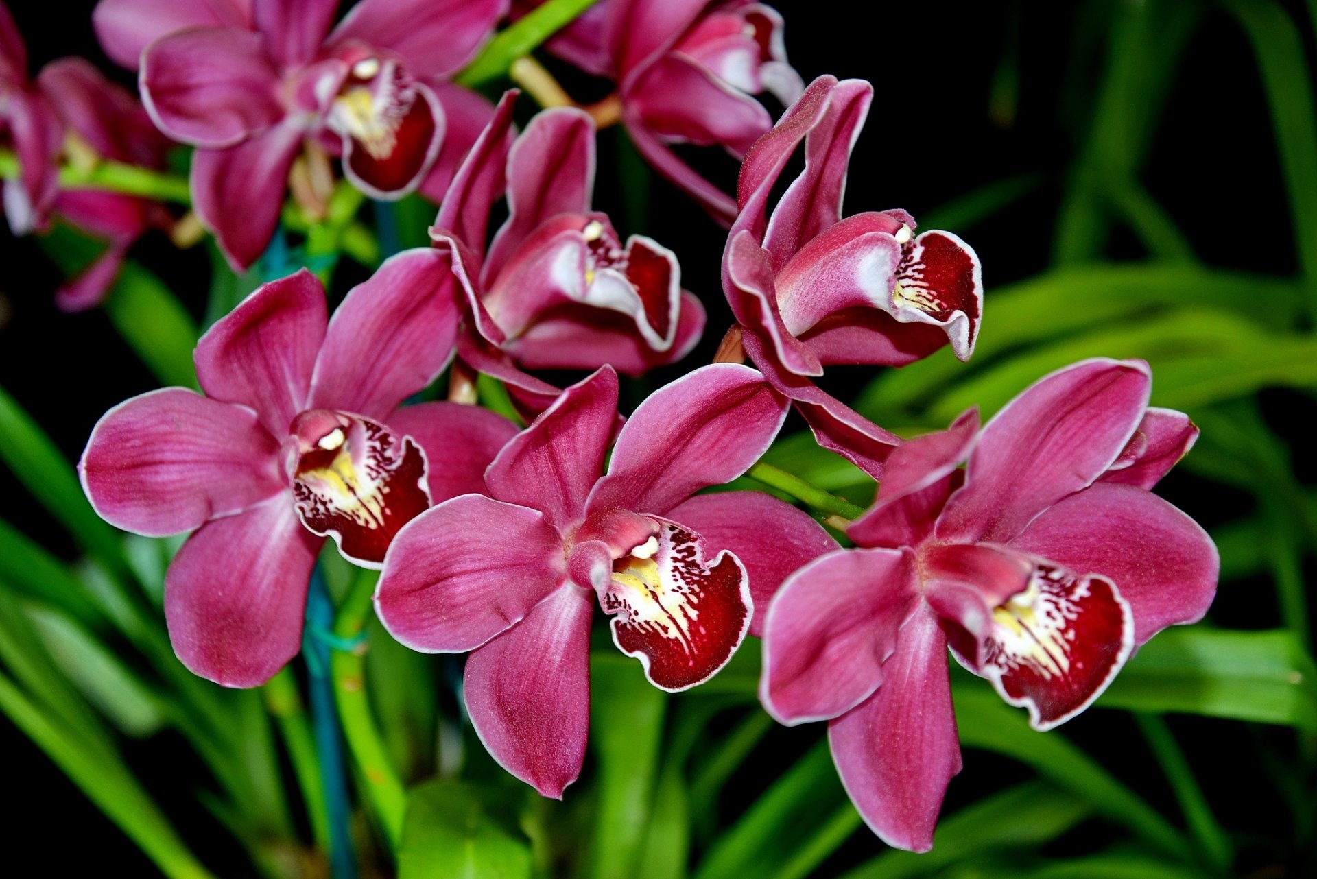 Vibrant Orchid Bloom: HD Nature's Floral Elegance Wallpaper