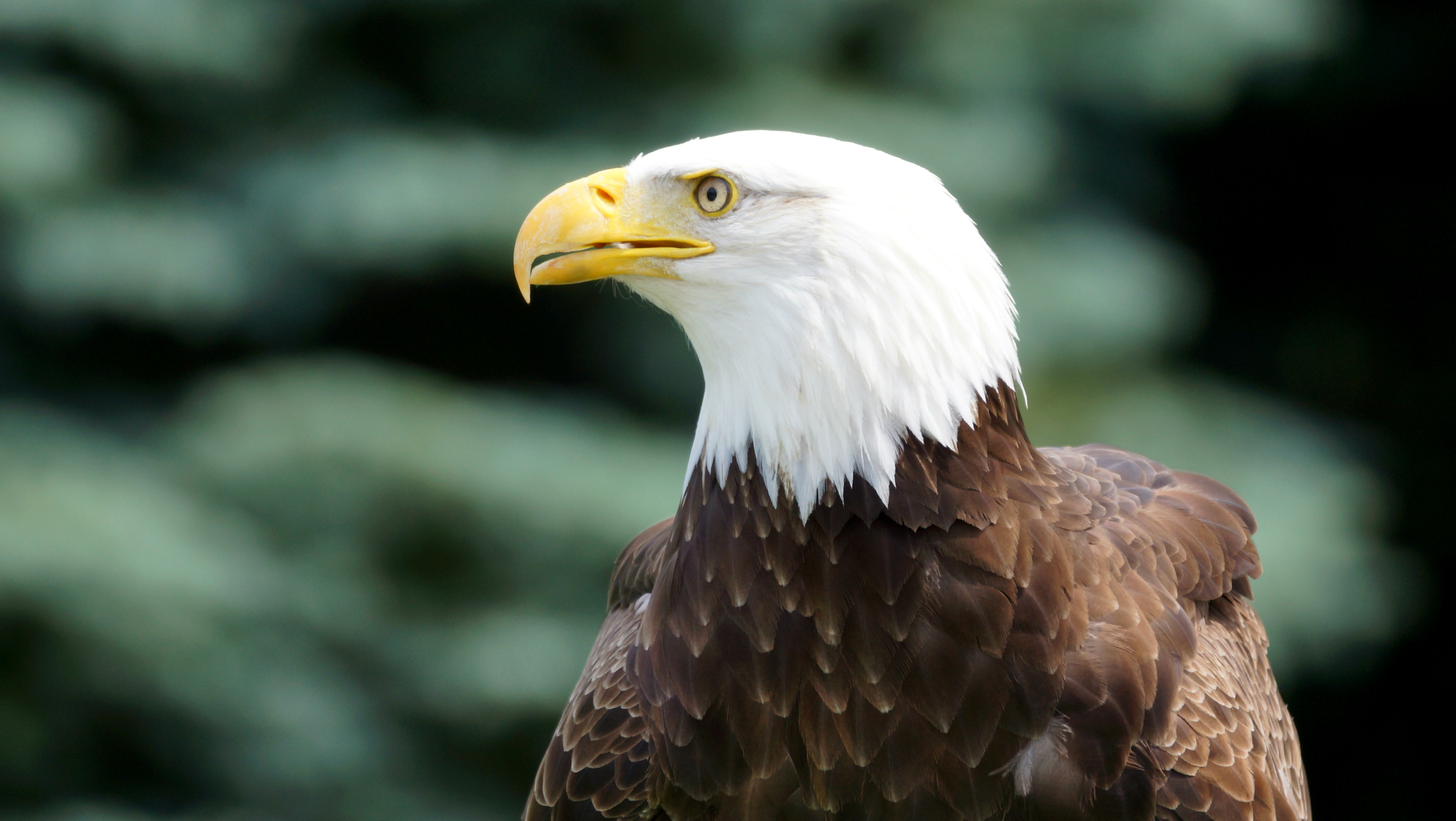 Majestic Bald Eagle HD Wallpaper