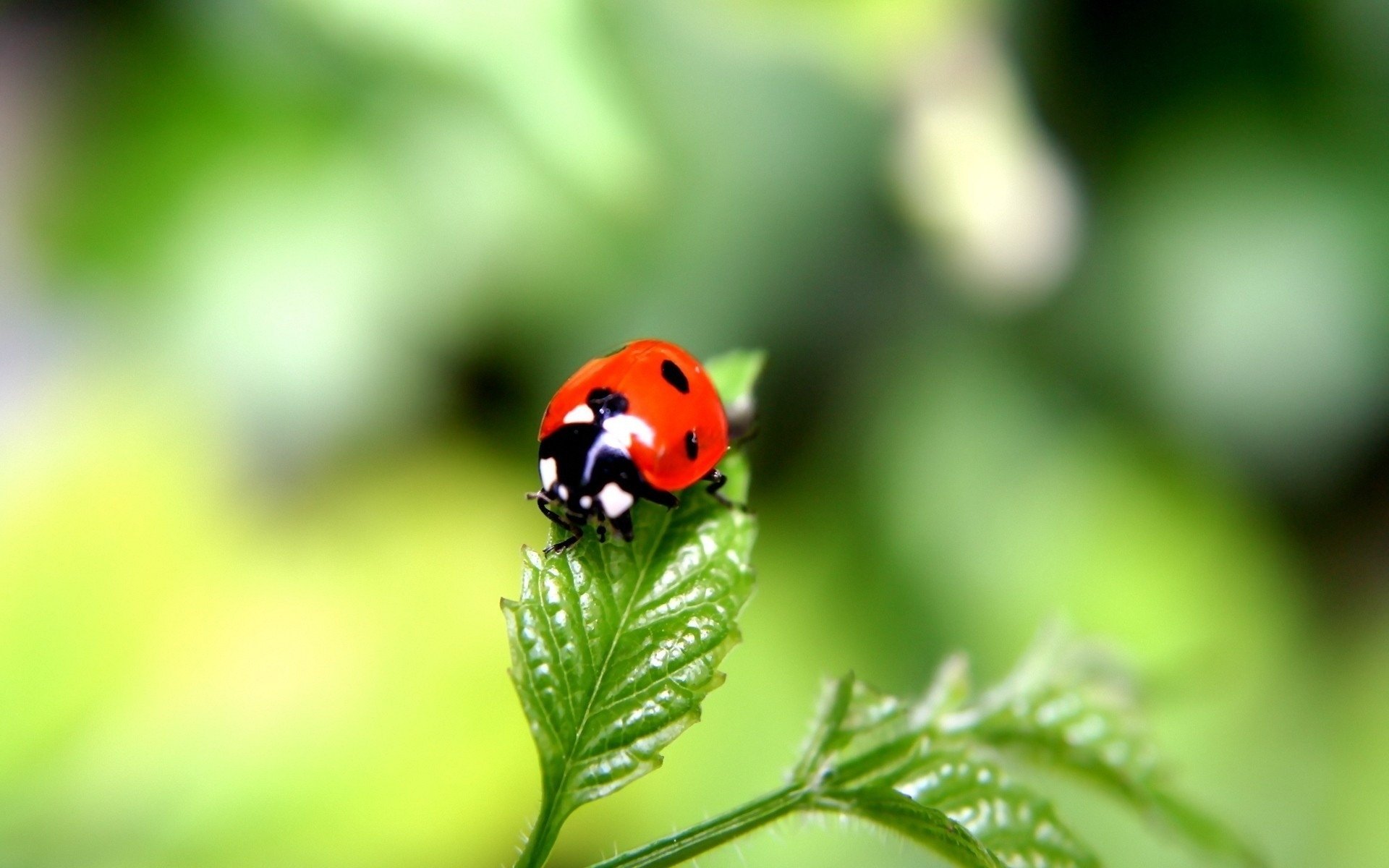 Download Animal Ladybug HD Wallpaper