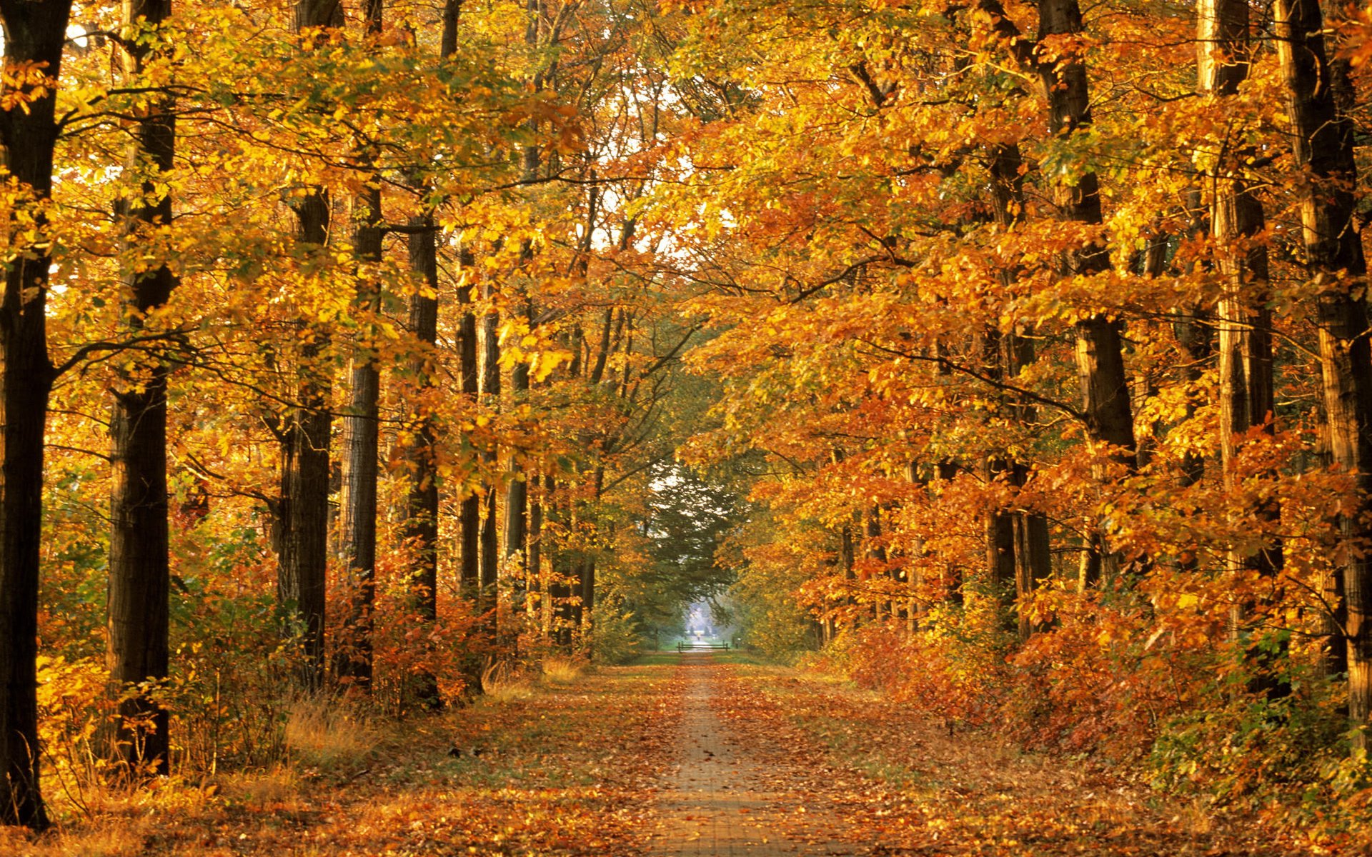 Golden Autumn Pathway: Stunning Fall Nature HD Wallpaper