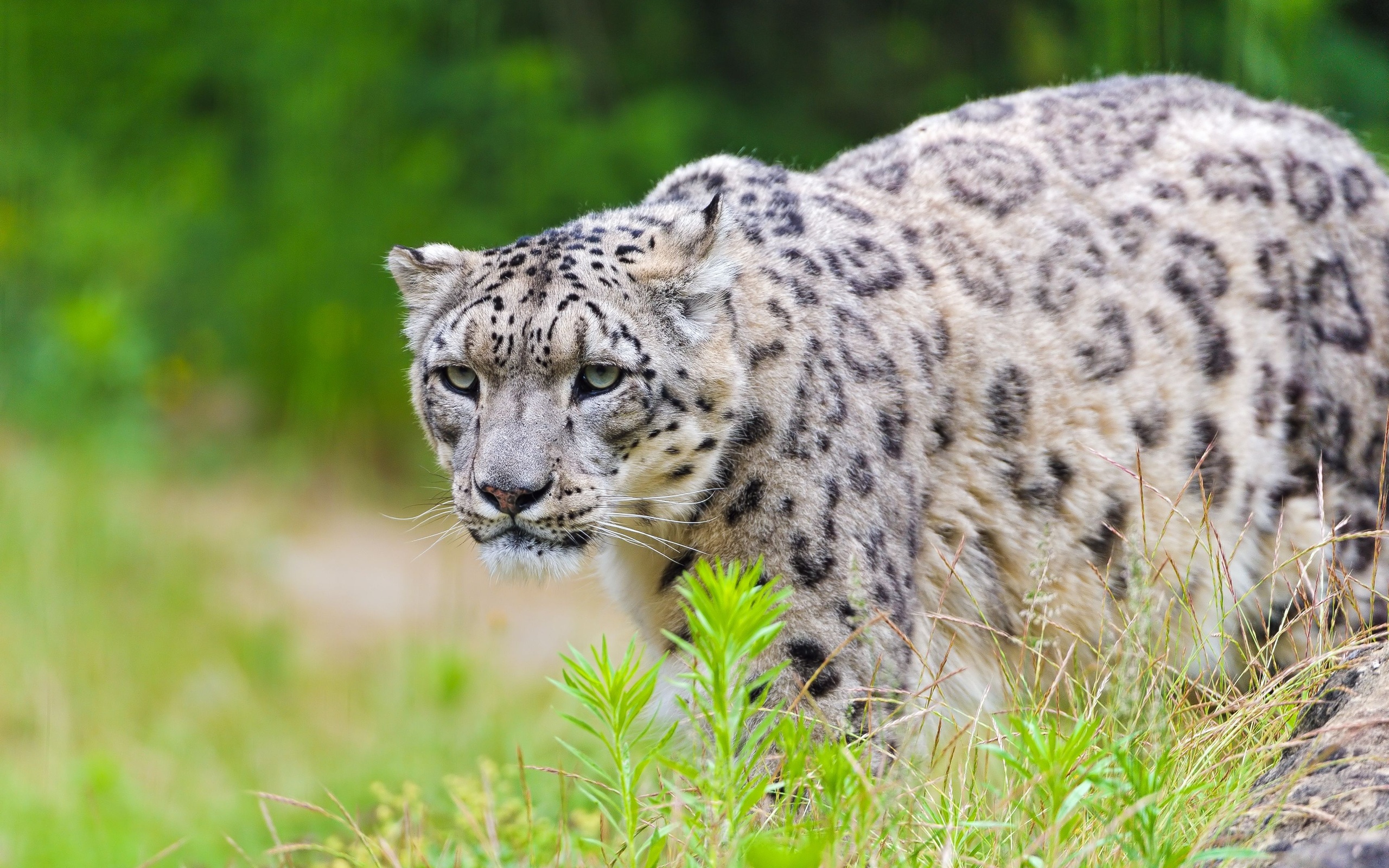 Majestic Snow Leopard HD Wallpaper