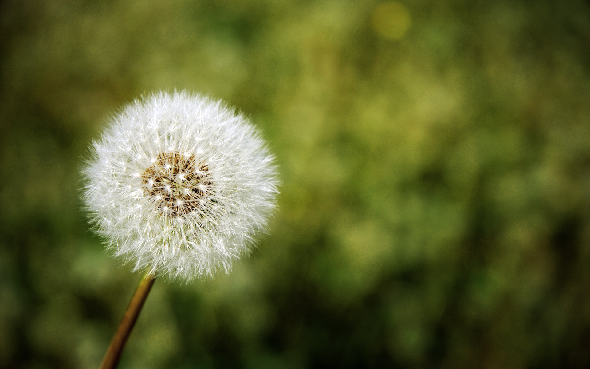 Nature Dandelion HD Wallpaper