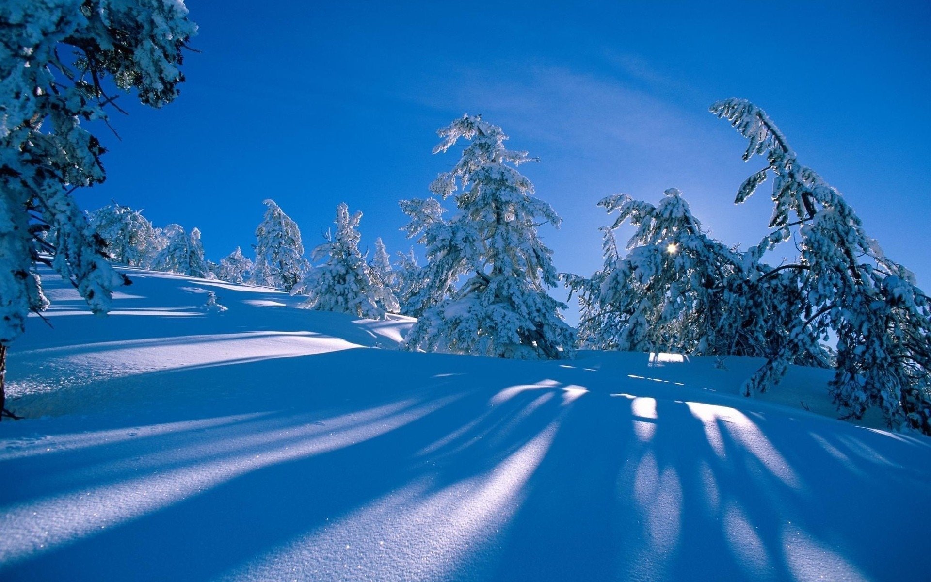 Winter Wonderland: HD Wallpaper of Snowy Trees in Nature