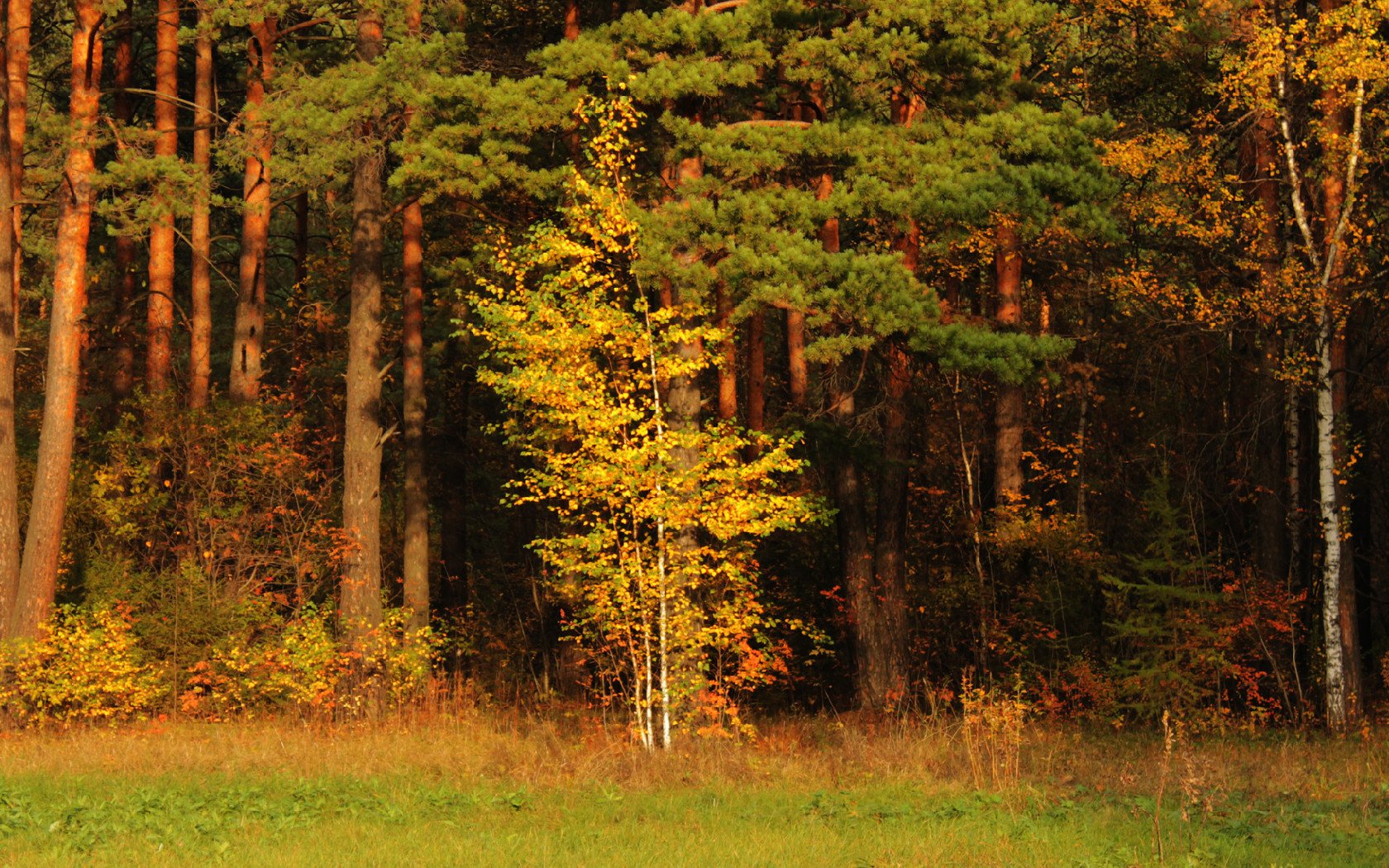 Download Nature Fall Wallpaper | 1680x1050 | Wallpaper Abyss