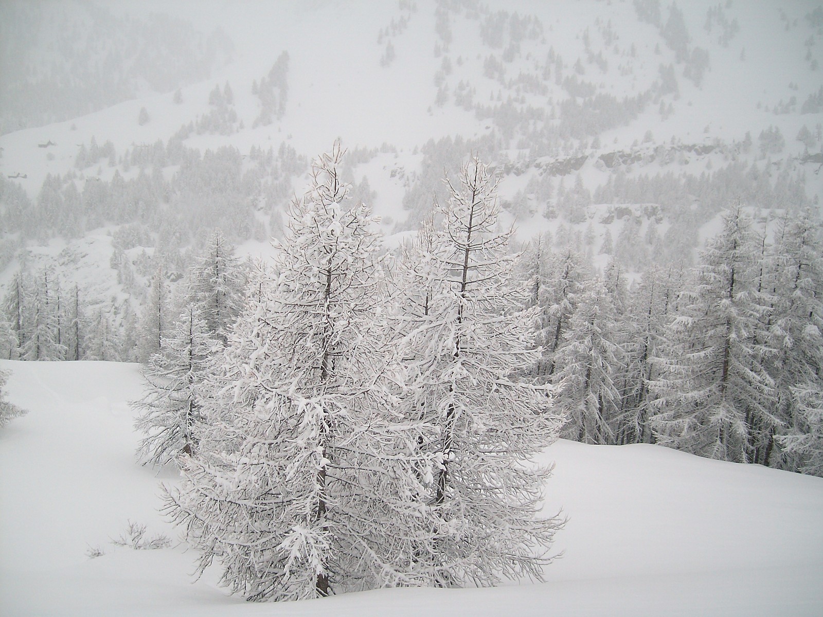 Download Nature Winter Wallpaper