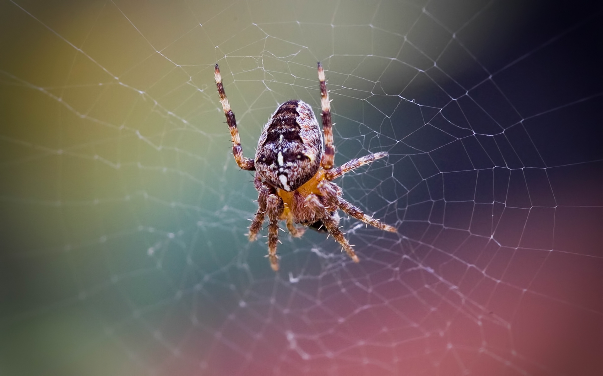 Spiders 3d Hd Wallpapers