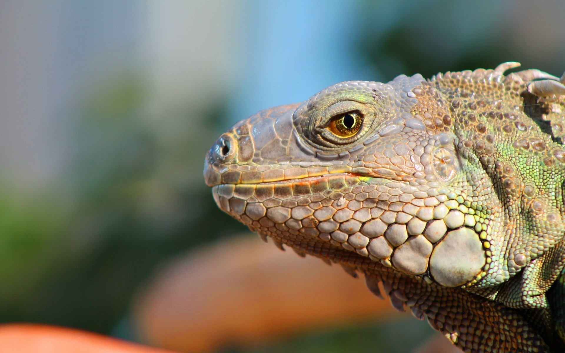 Download Animal Lizard HD Wallpaper