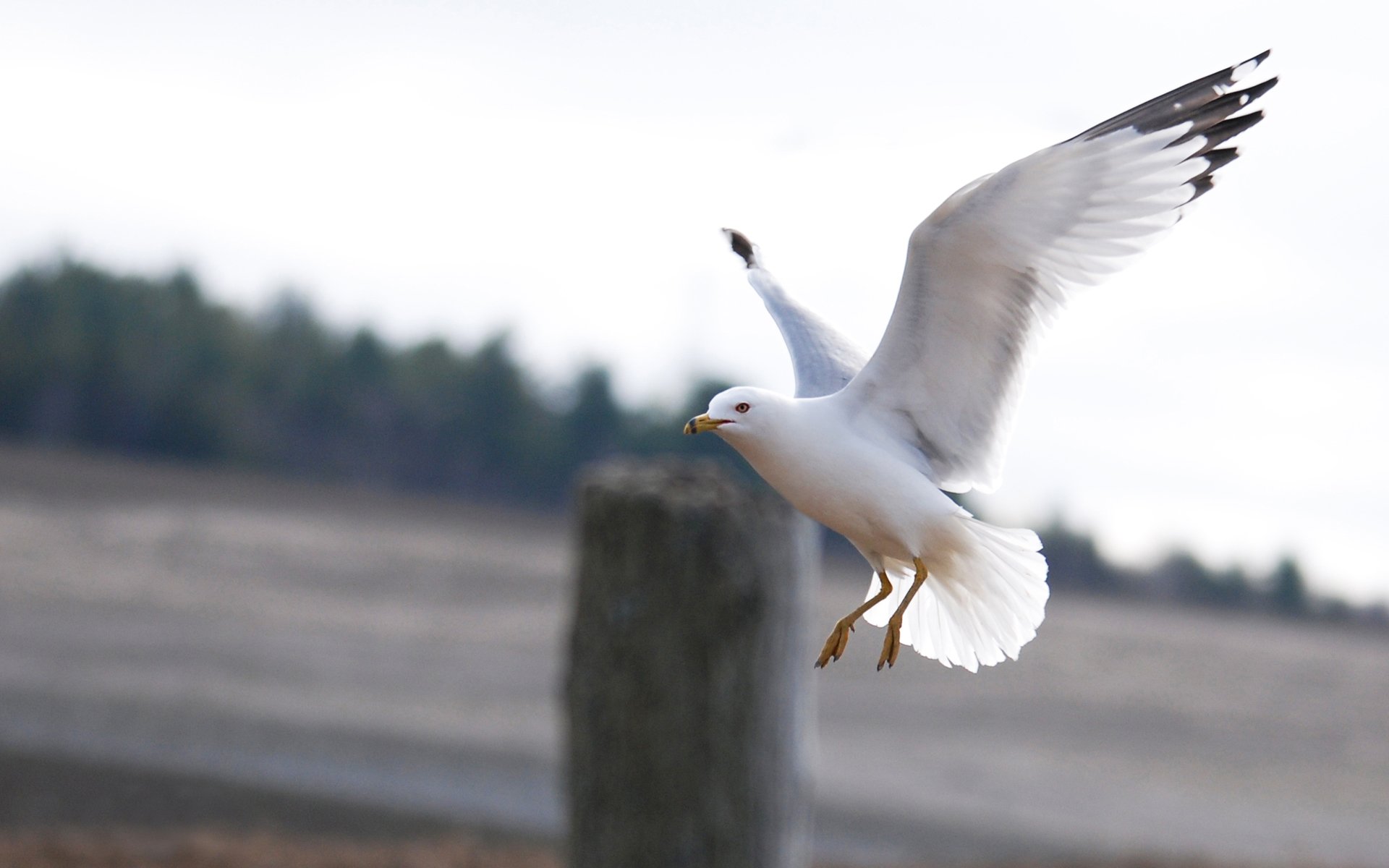 Moril-vol élégant by Moril