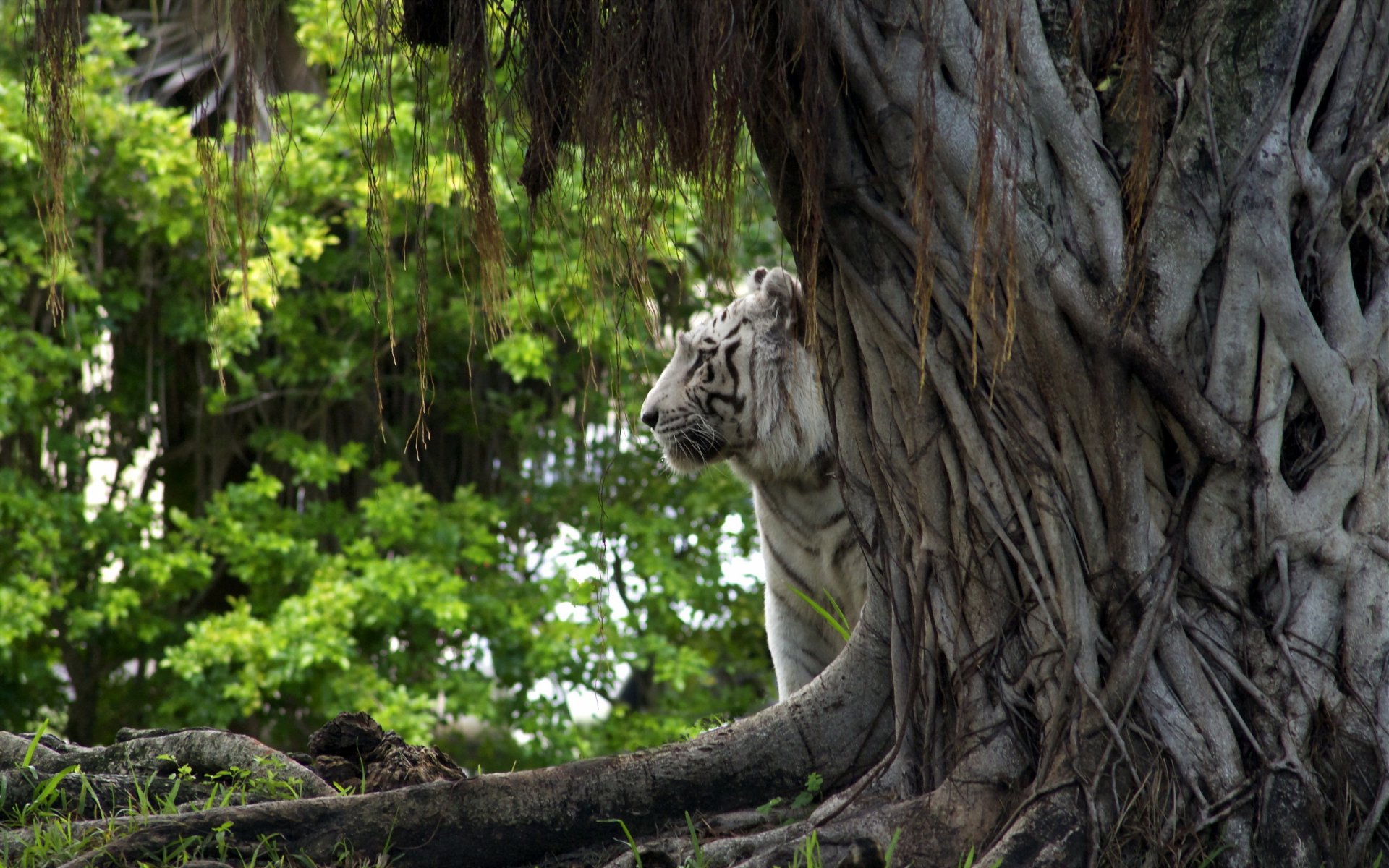 Majestic White Tiger in Vibrant Jungle HD Wallpaper | 2560x1600 ...