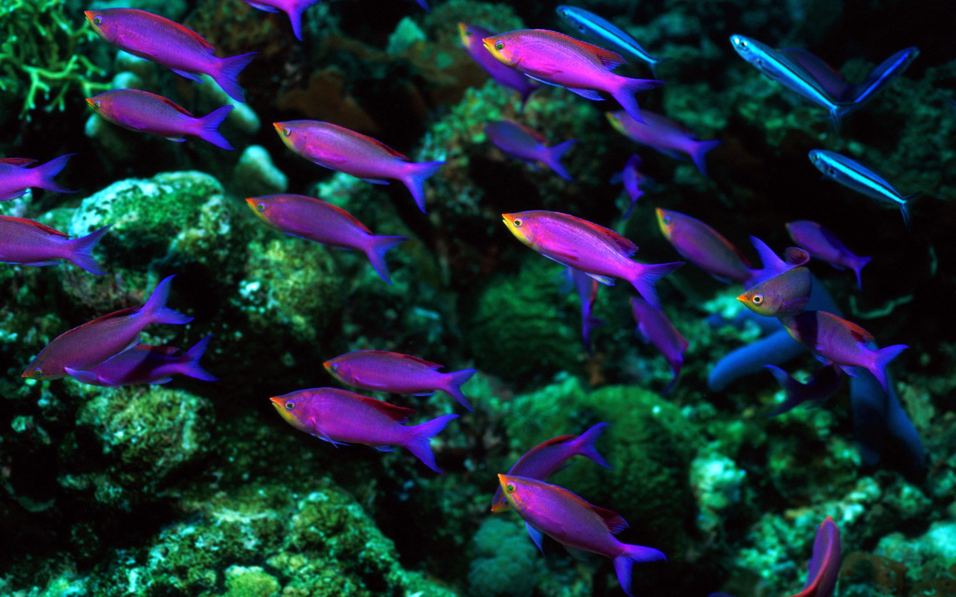 Vibrant Reef Fish HD Wallpaper: Colorful Underwater Life in Stunning Detail