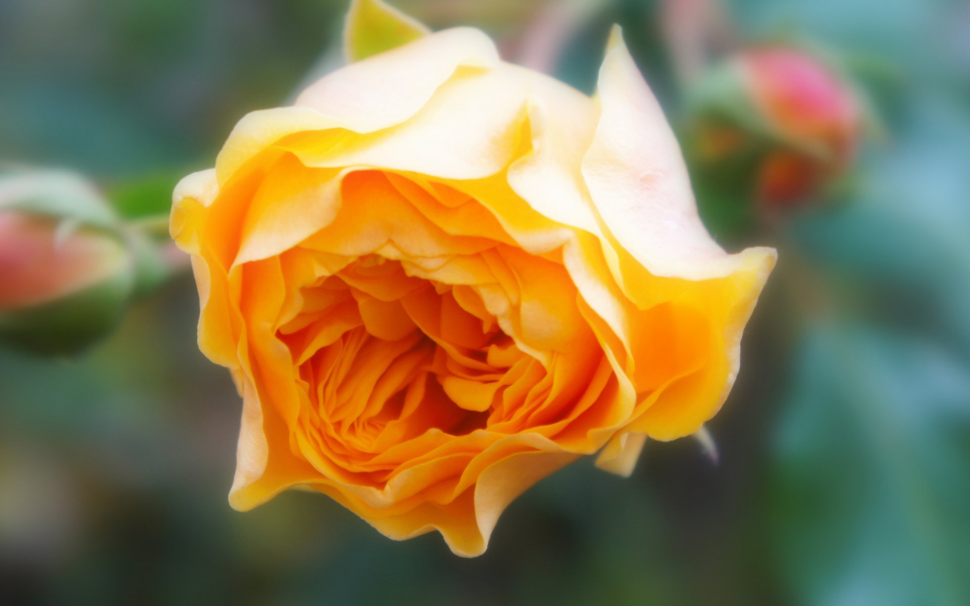 Download Nature Rose HD Wallpaper