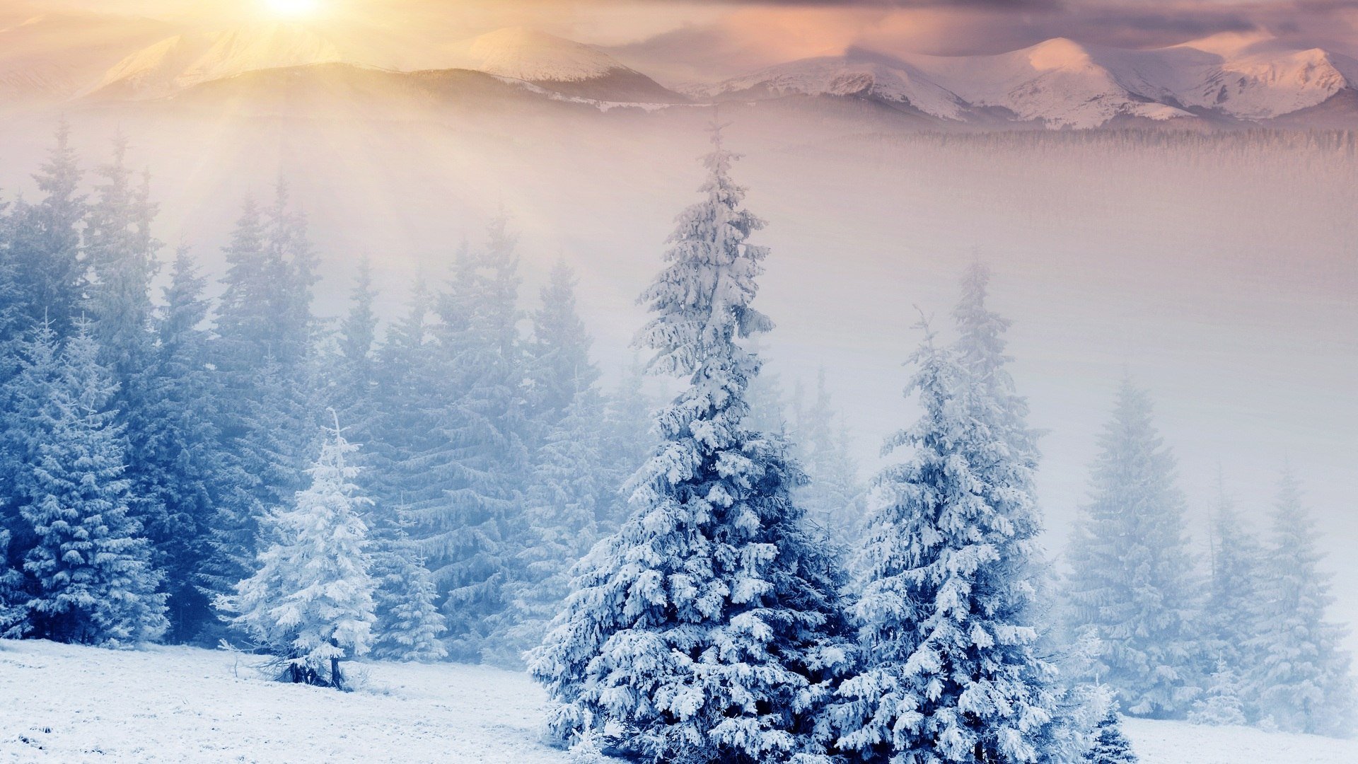 Winter Wonderland: HD Wallpaper of Serene Nature