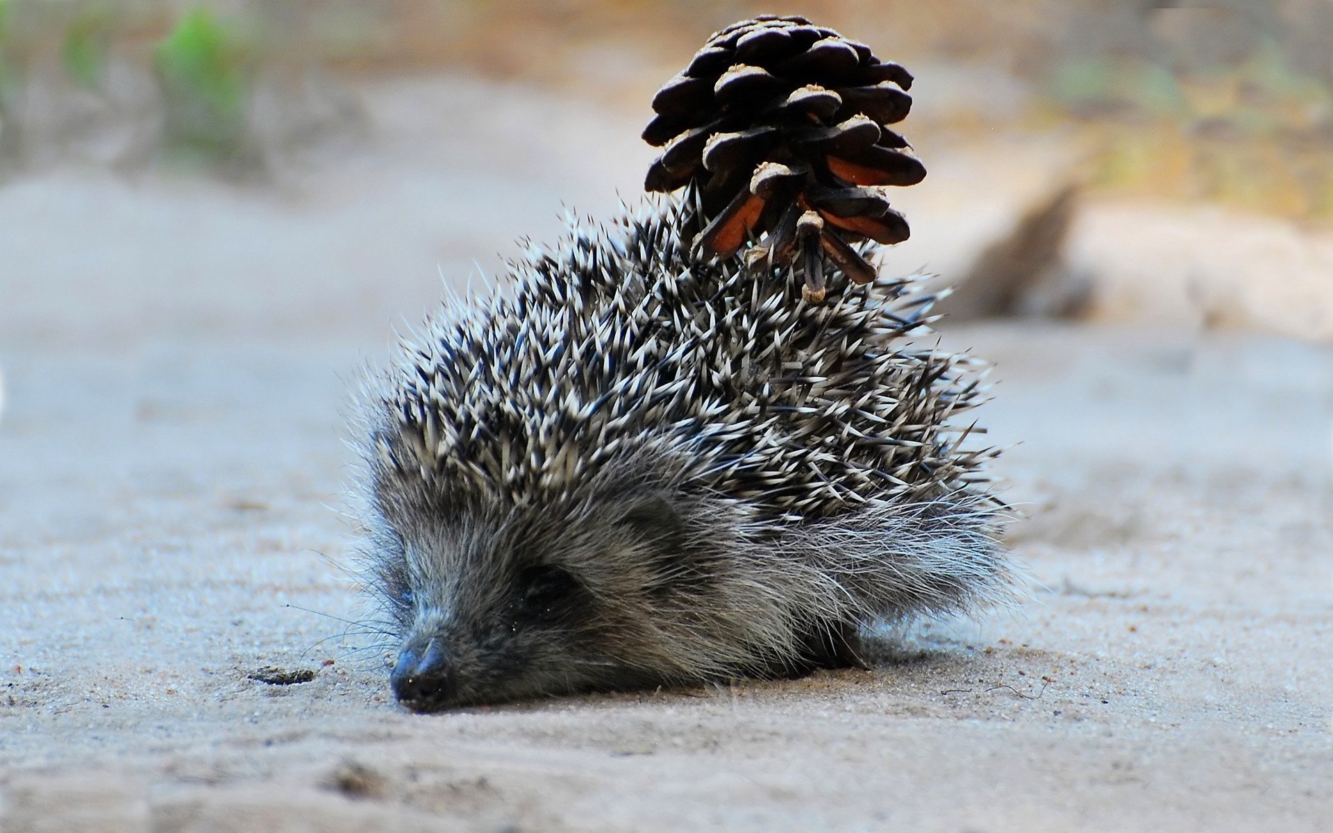 Download Animal Hedgehog HD Wallpaper