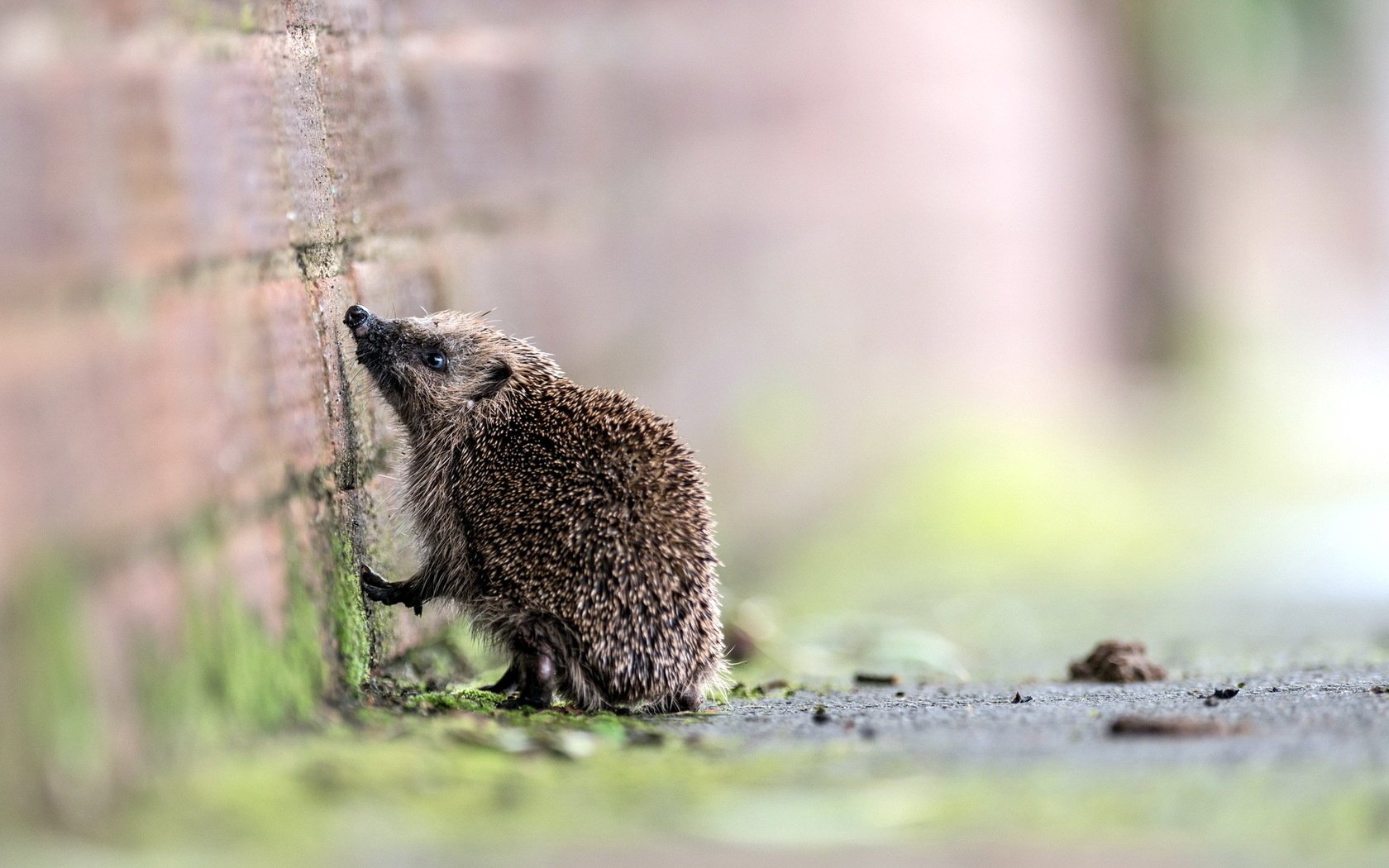 Download Animal Hedgehog Wallpaper