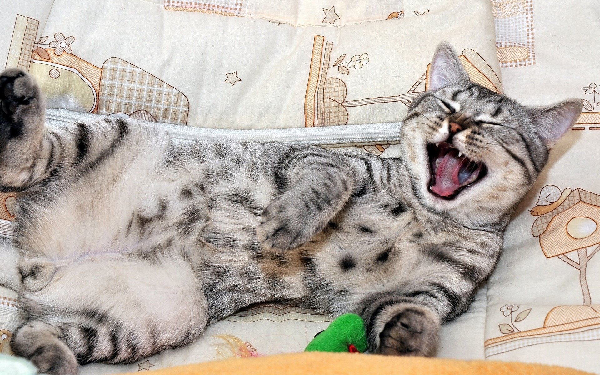 HD Wallpaper of a Playful Cat Yawning