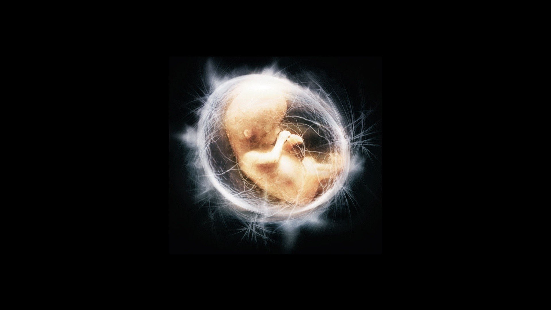 Embryo - Desktop Wallpapers, Phone Wallpaper, PFP, Gifs, and More!