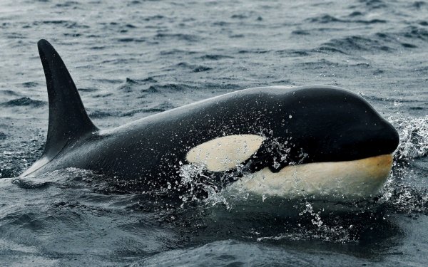 Orca Wallpaper and Background Image | 1920x1047