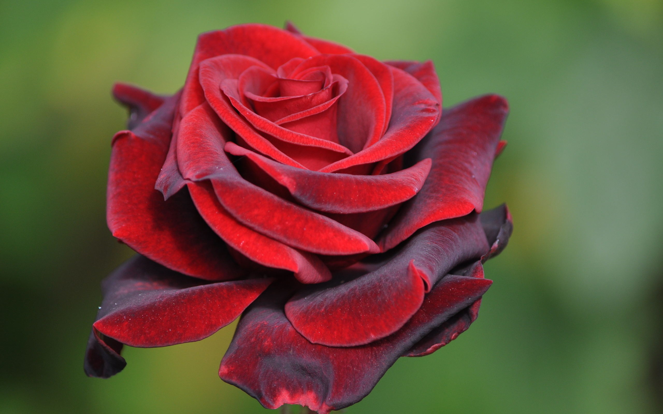 Download Nature Rose HD Wallpaper