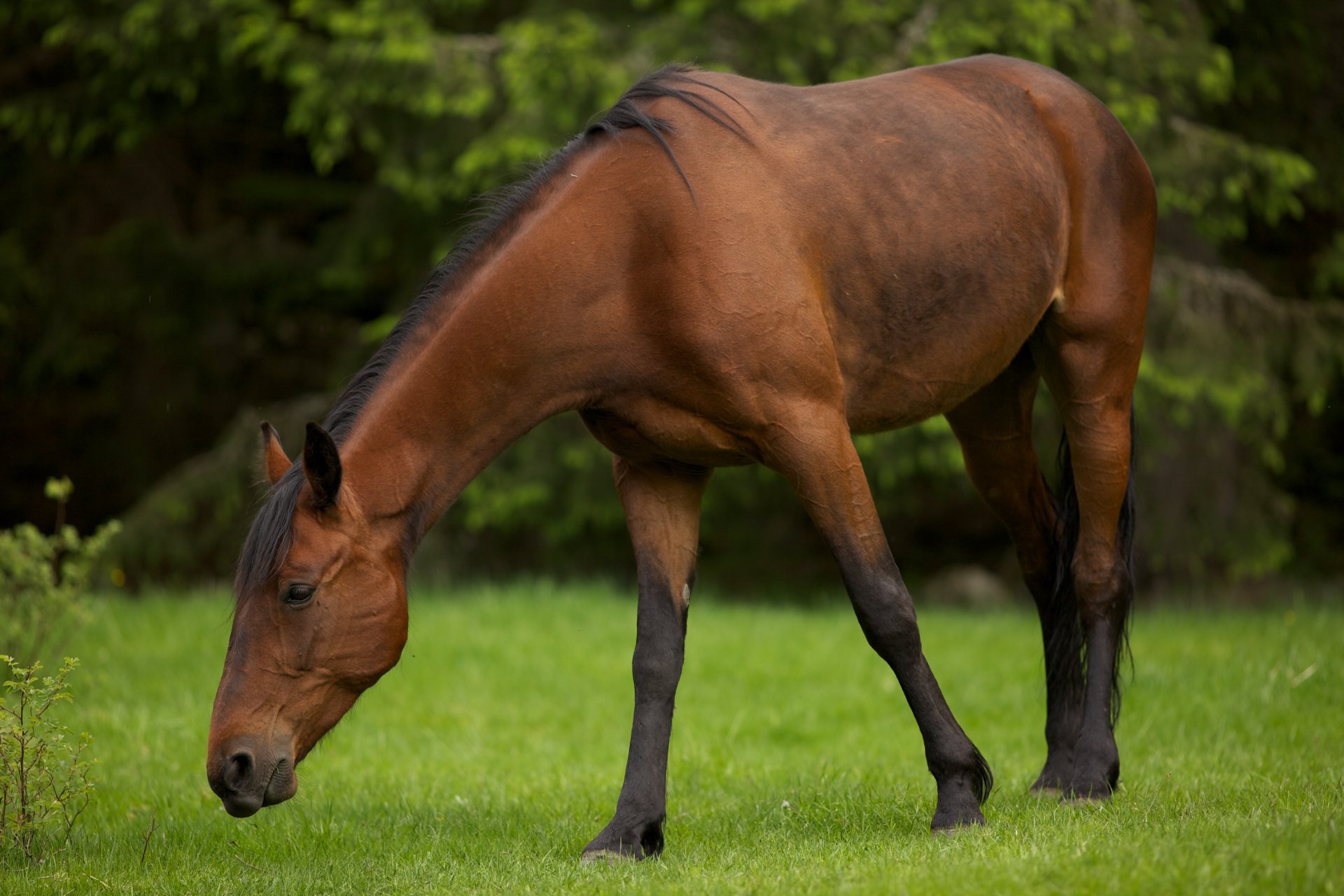 Majestic Horse in 4K Ultra HD Wallpaper | 5616x3744 | Wallpaper Abyss