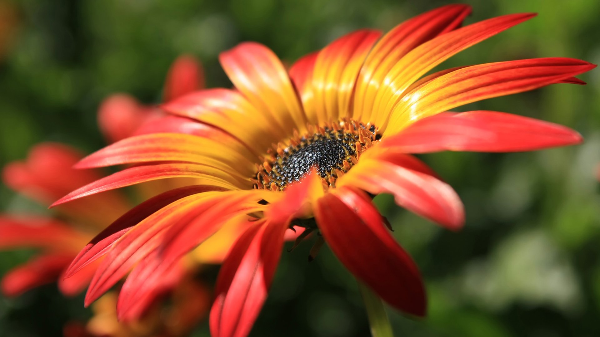 Download Nature Flower HD Wallpaper