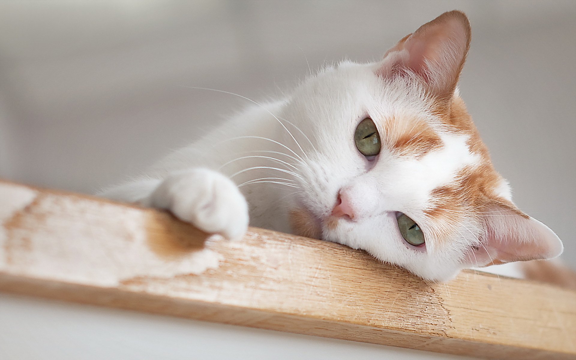 Serene Cat Stare – HD Animal Wallpaper | 1920x1200 | Wallpaper Abyss
