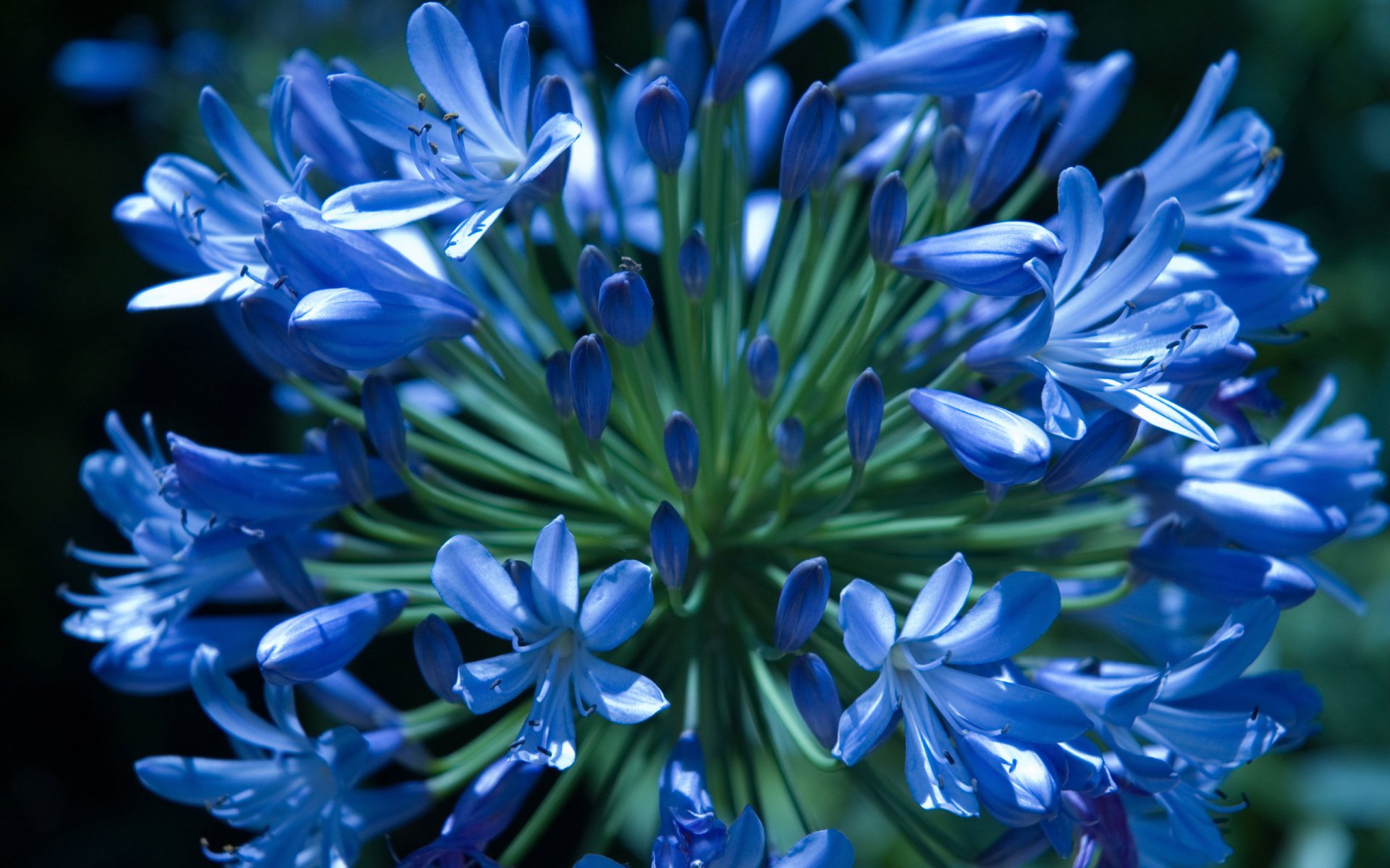 Vibrant Agapanthus Bloom: HD Lily of the Nile Wallpaper | 2560x1600 ...