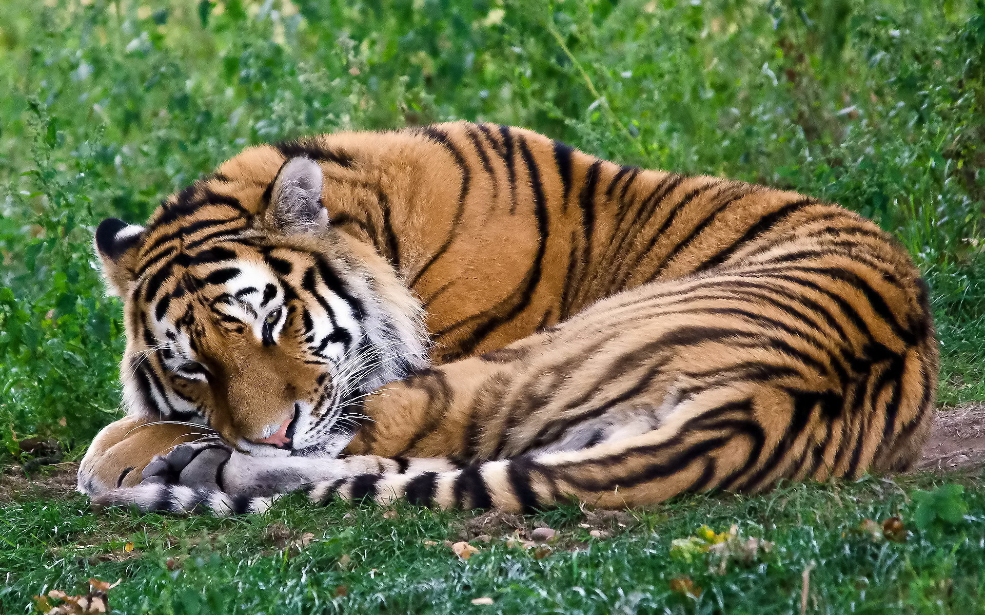 Beautiful Tiger: A Stunning HD Wallpaper
