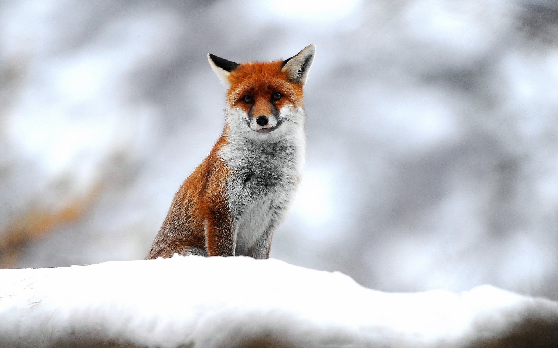 Animal Fox HD Wallpaper