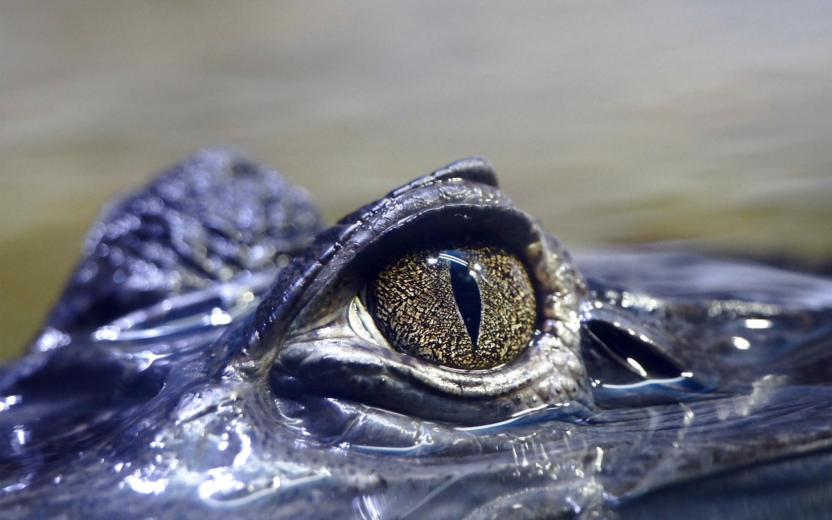 Focus of the Wild: HD Close-Up of a Majestic Animal Eye