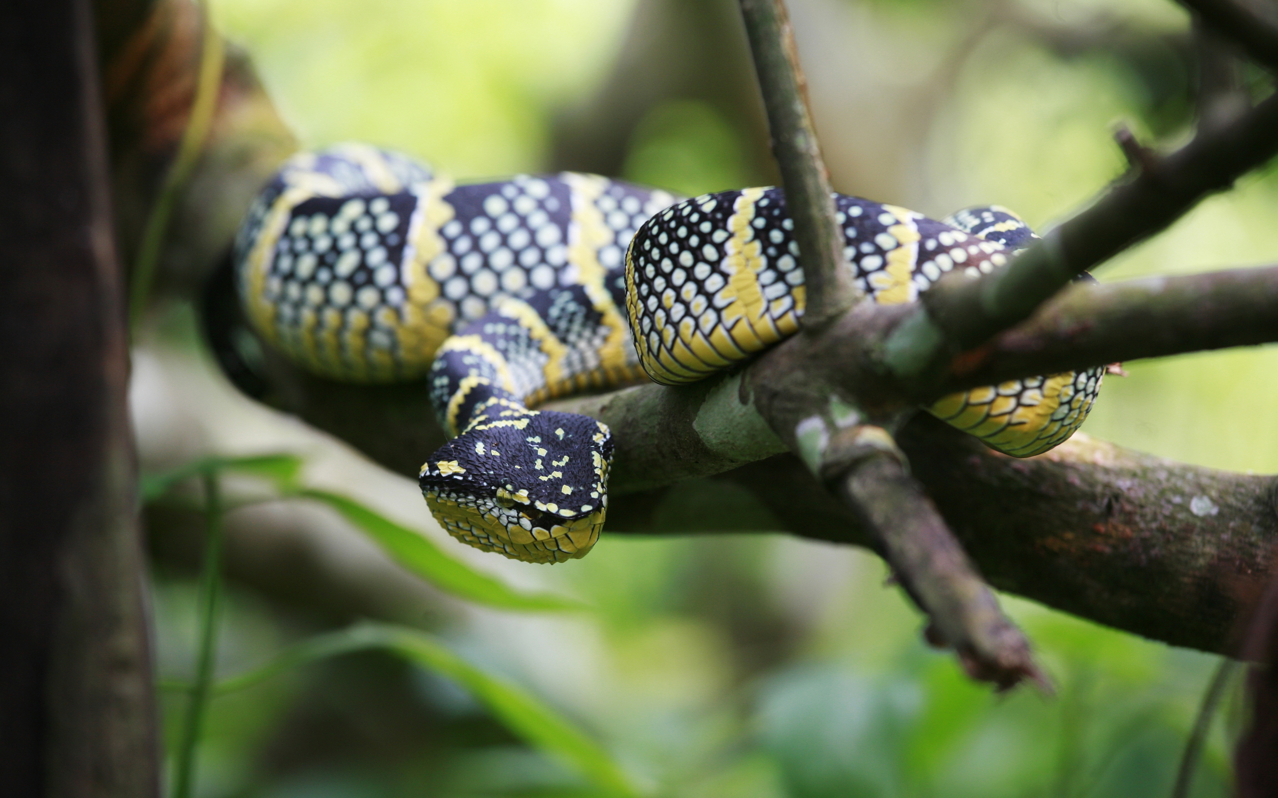 Stunning Snake HD Wallpaper in a Natural Setting