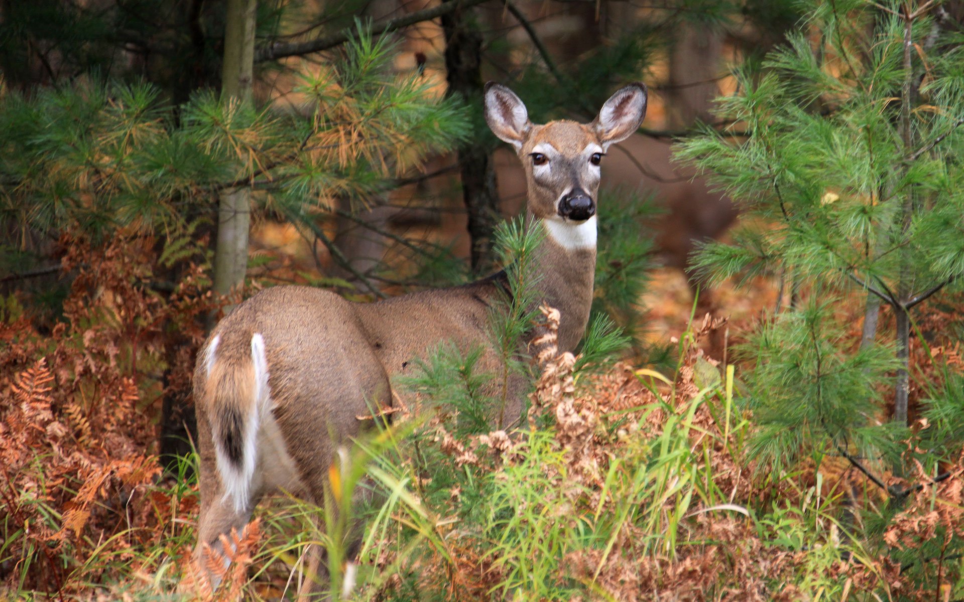 Majestic Deer in Vibrant Forest – HD Wildlife Wallpaper