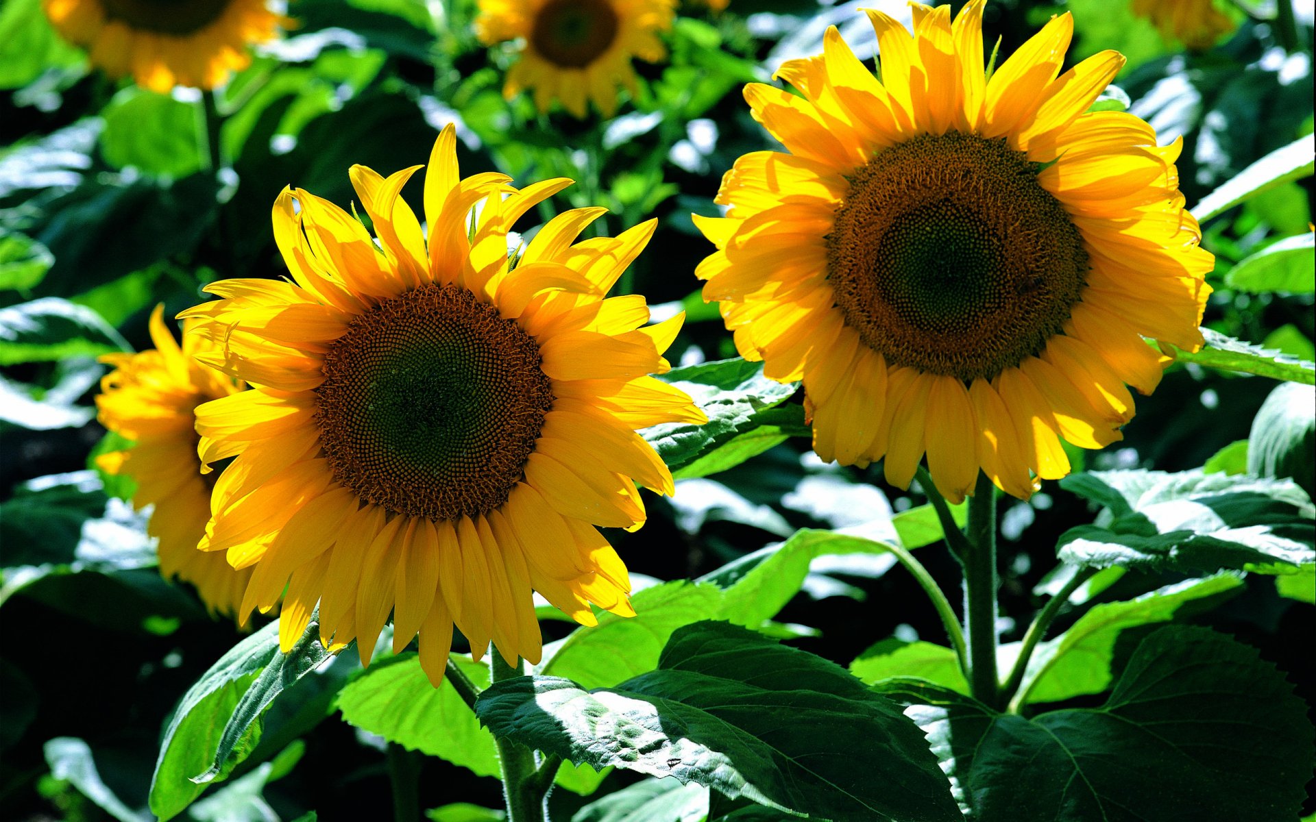 Golden Sunflowers — 2K Quad HD Nature Wallpaper | 2560x1600 | Wallpaper ...